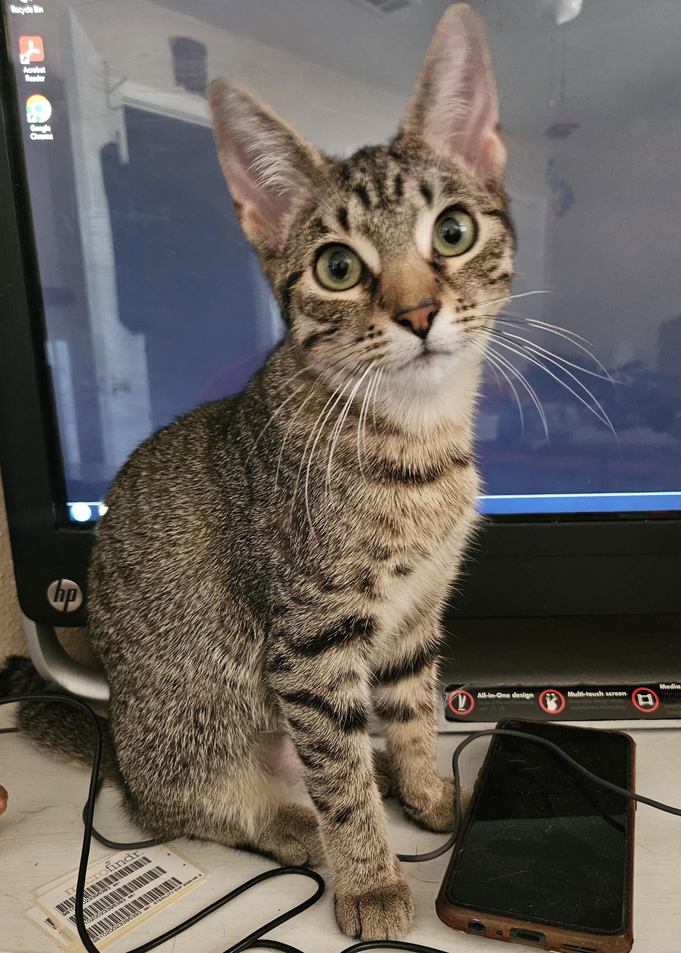 Cat for adoption - Stella, a Tabby Mix in Bellevue, WA | Petfinder