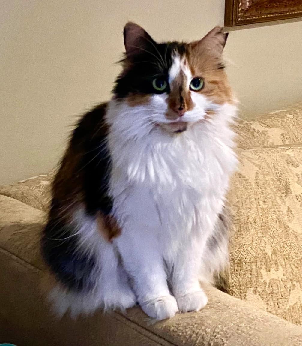 Cat for adoption - Zakiya, a Maine Coon & Calico Mix in Ypsilanti, MI ...