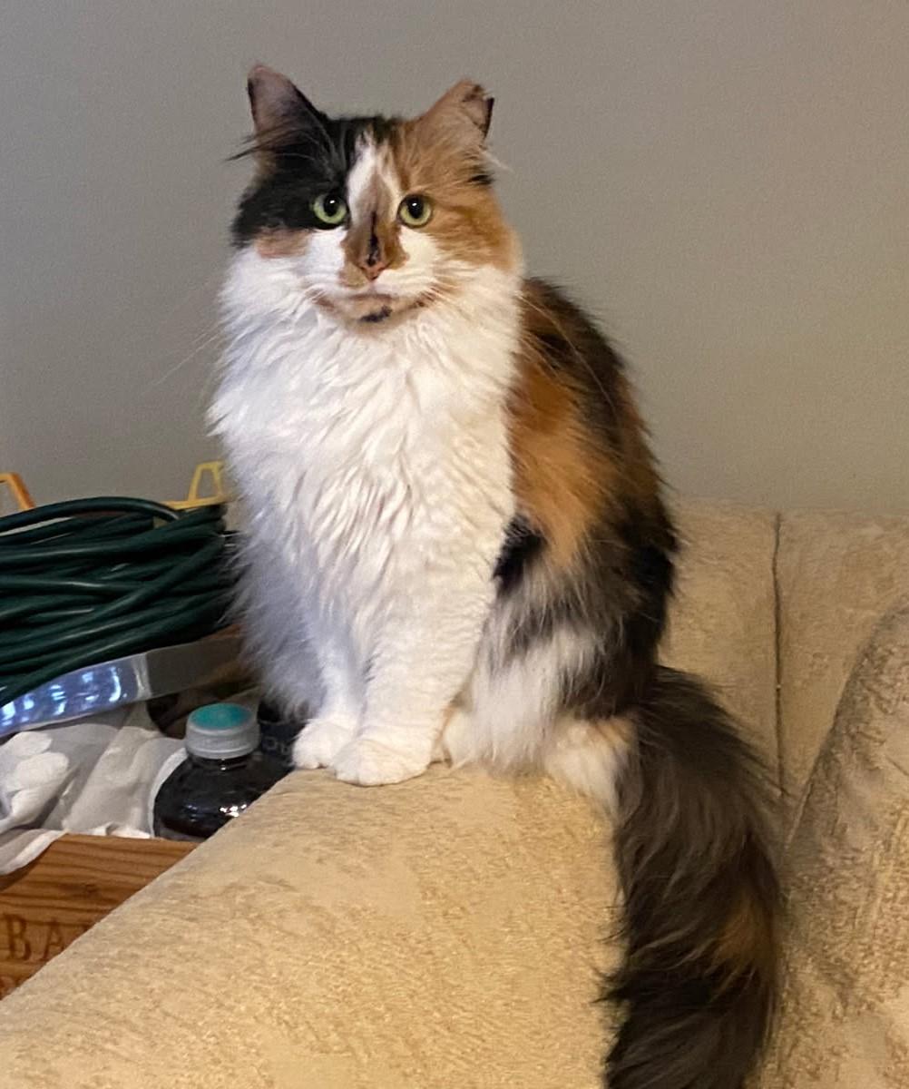 Cat for adoption - Zakiya, a Maine Coon & Calico Mix in Ypsilanti, MI ...