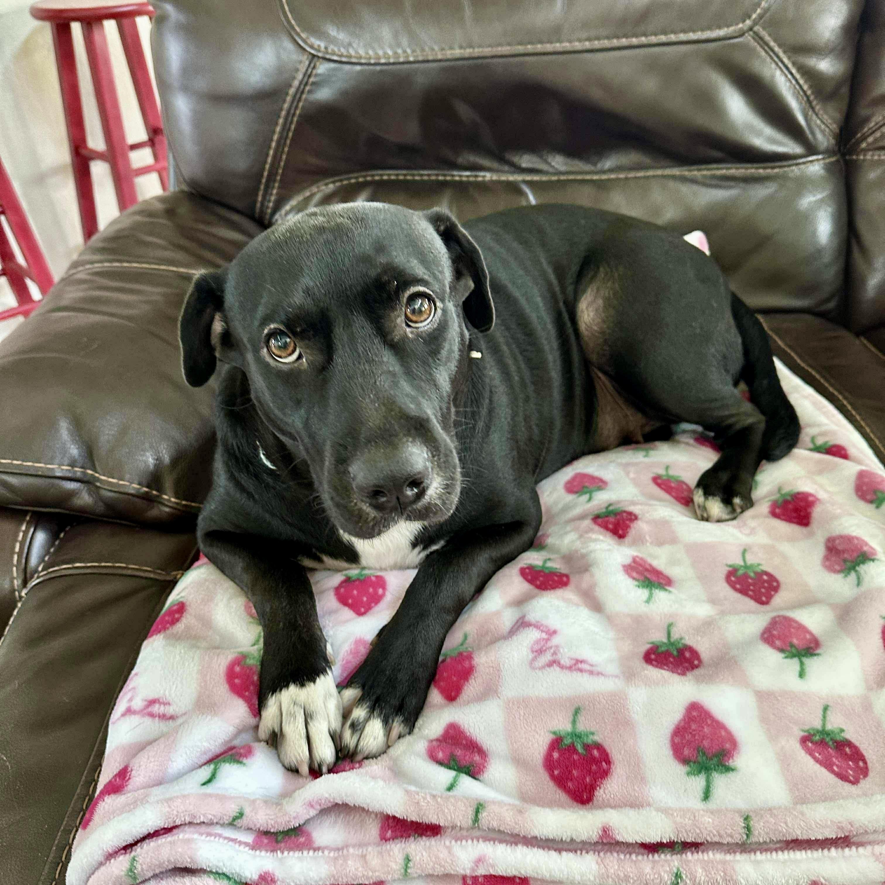 Dog for adoption - Akira, an American Staffordshire Terrier Mix in ...