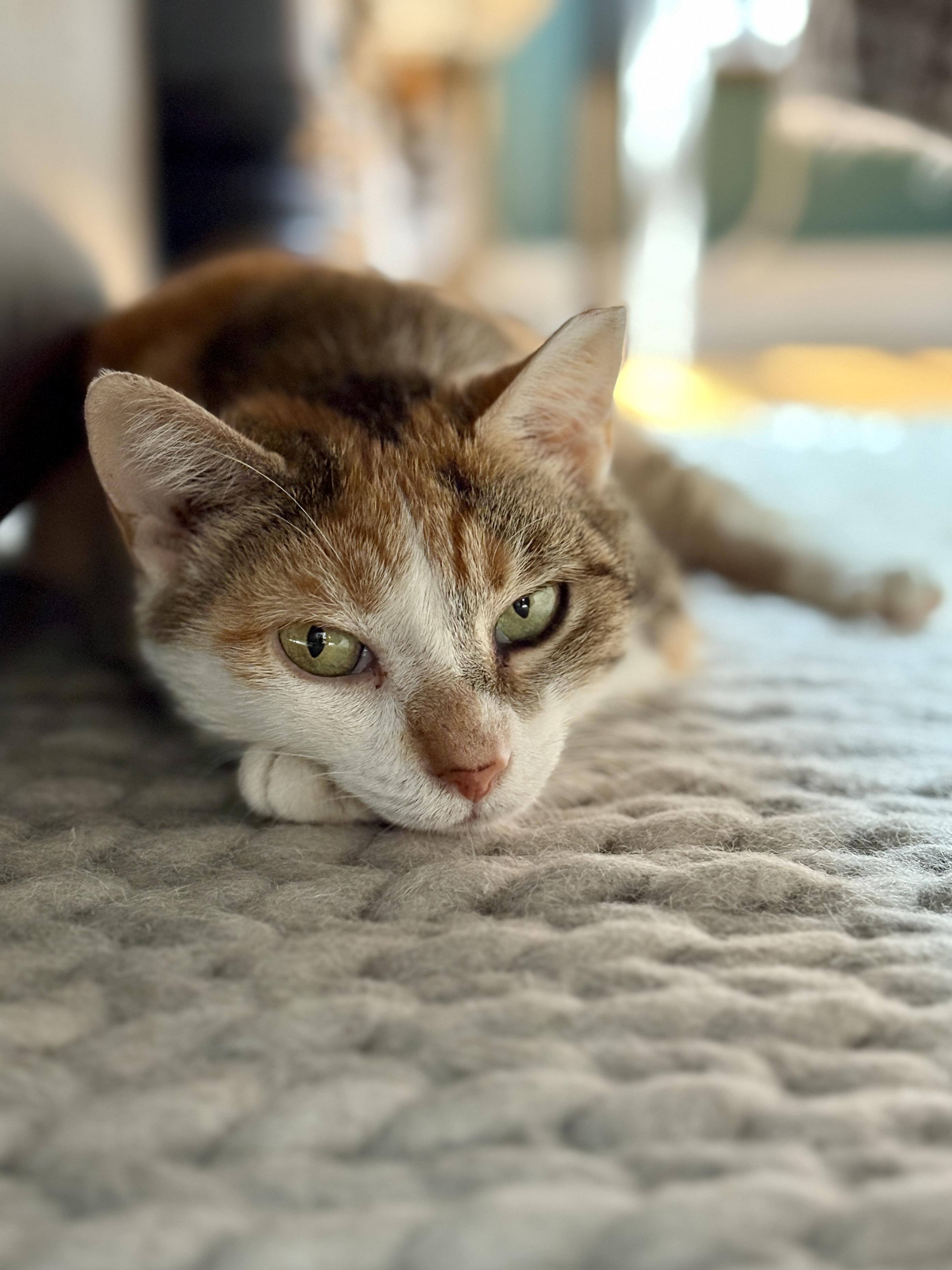 Cat for adoption - Wendy - needs a foster/adopter by end of AUGUST ...