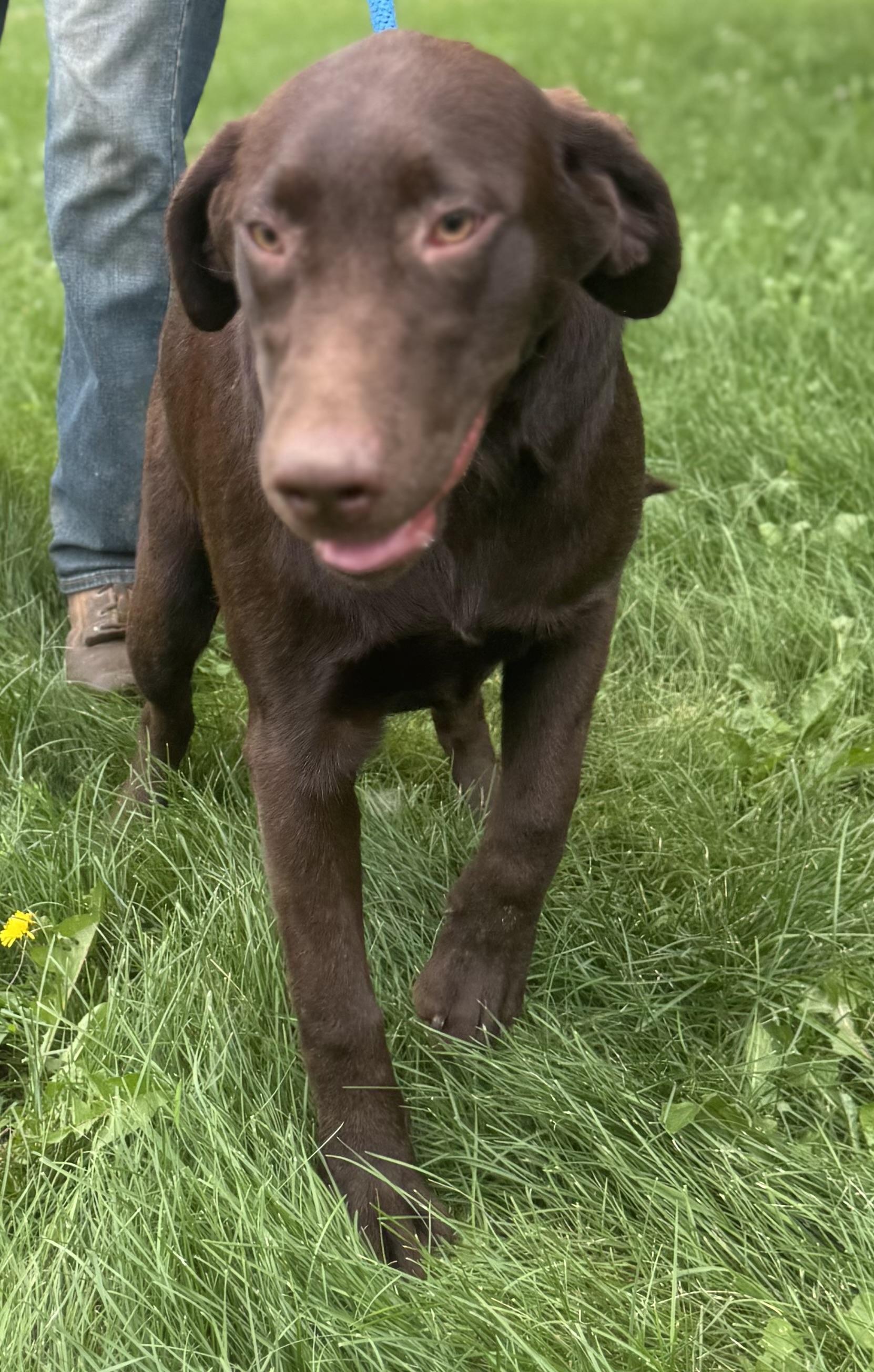 Dog for adoption - Sandi, a Labrador Retriever in Glenwood City, WI ...