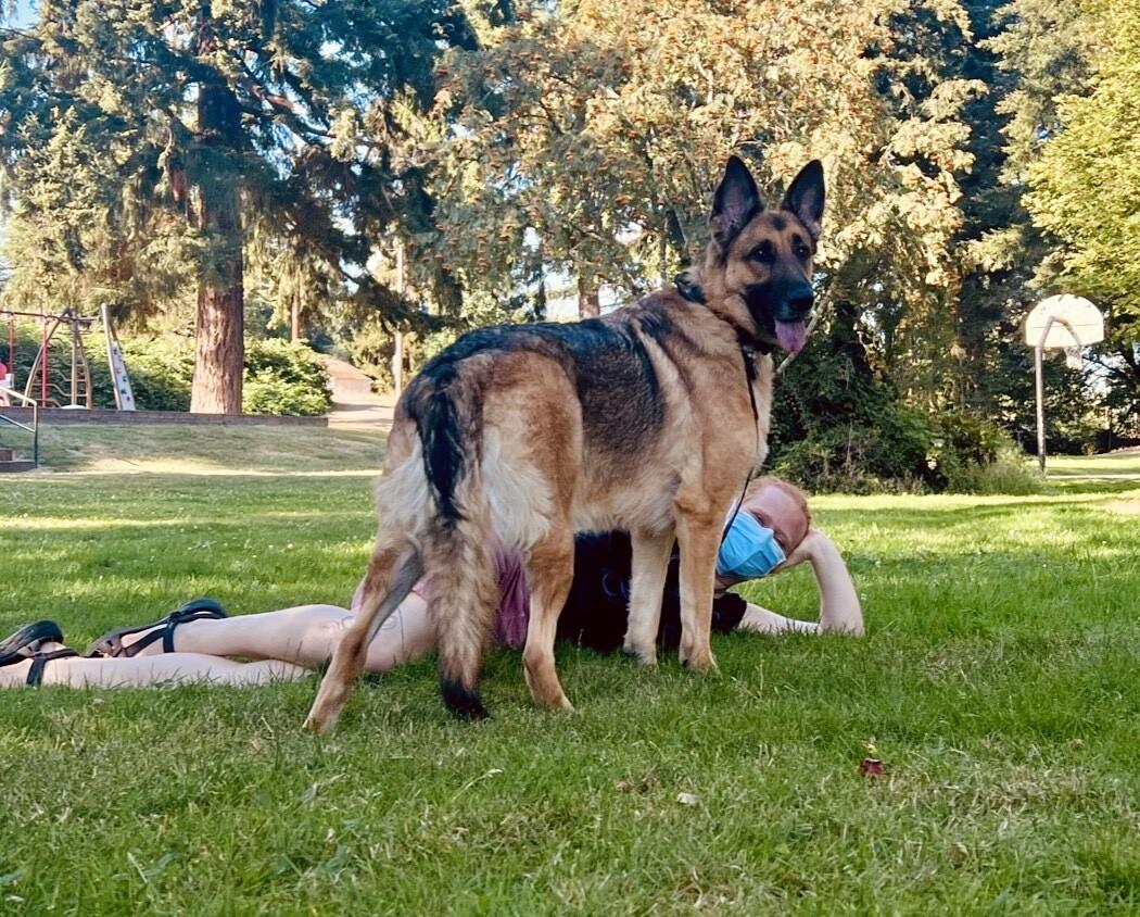 Dog for adoption - Shay Belle the Easy Going Love Bug, a German ...