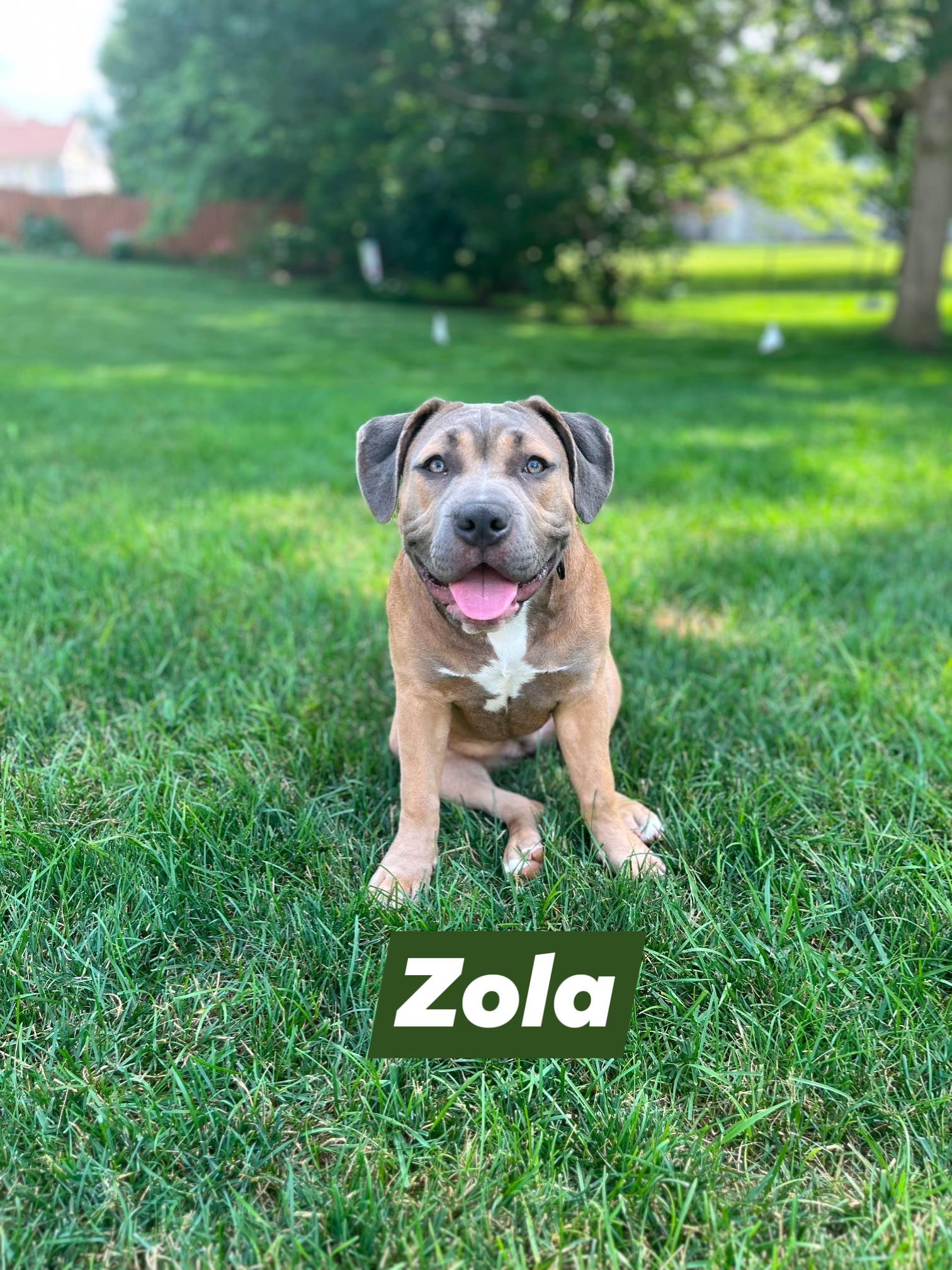 Dog for adoption - Zola, a Boxer Mix in Speedway, IN | Petfinder