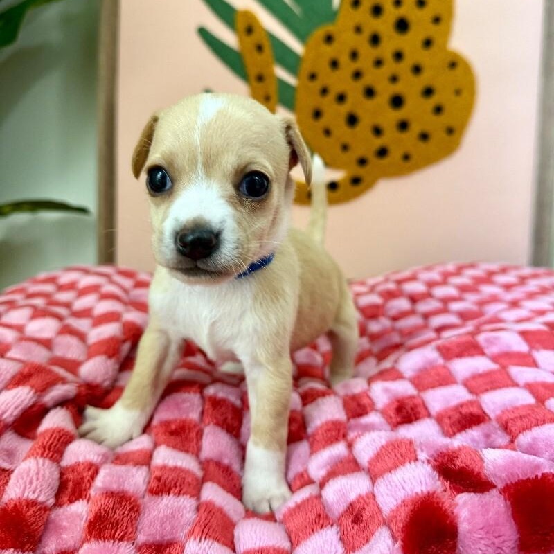 Dog for adoption - Brecon Goose, a Chihuahua & Labrador Retriever Mix ...