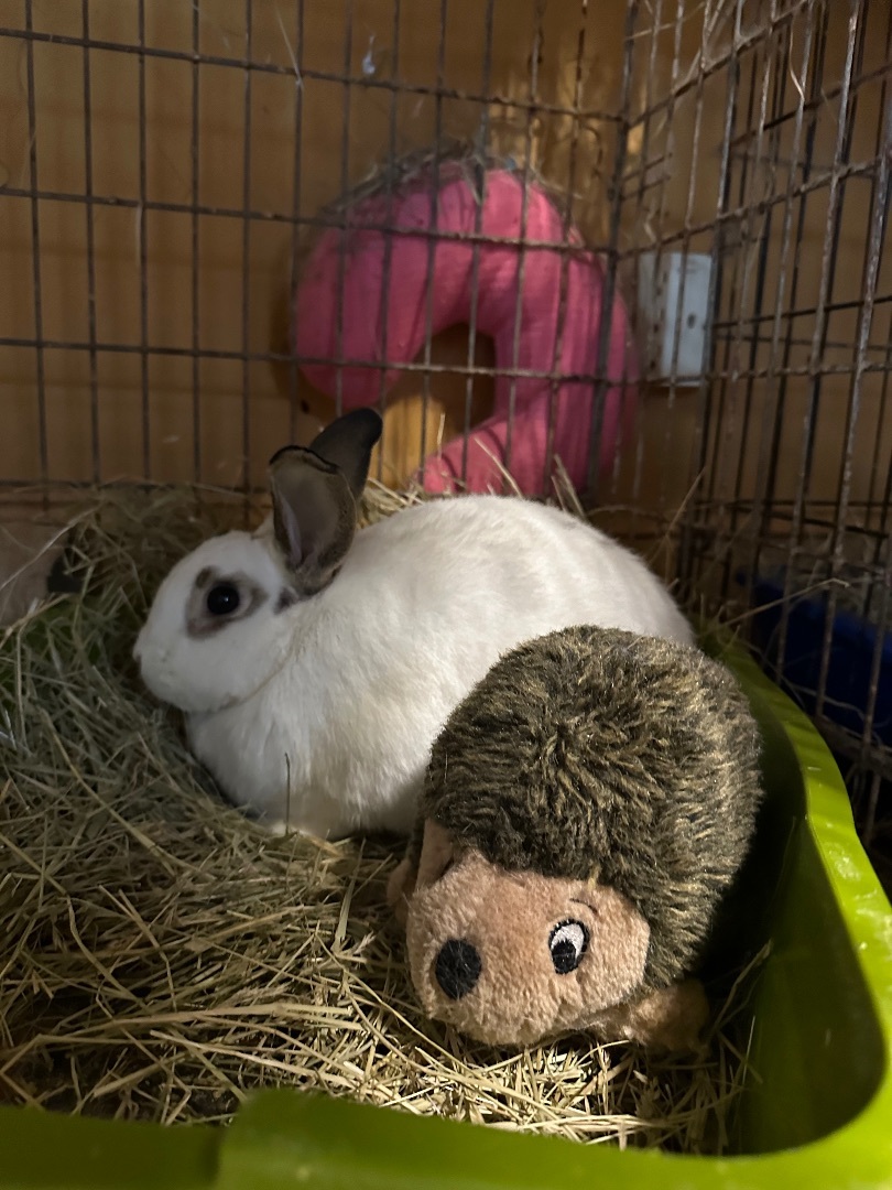 Rabbit for adoption - Spicy, a Bunny Rabbit in Norwalk, CT | Petfinder