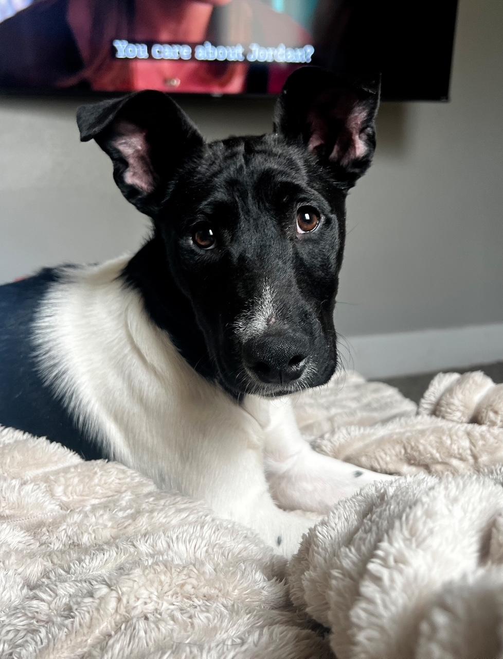 Dog for adoption - Oreo, a Terrier Mix in Ankeny, IA | Petfinder