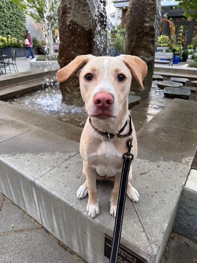 Dog for adoption - Benelli Houston the Beautiful Lab Mix, a Labrador ...