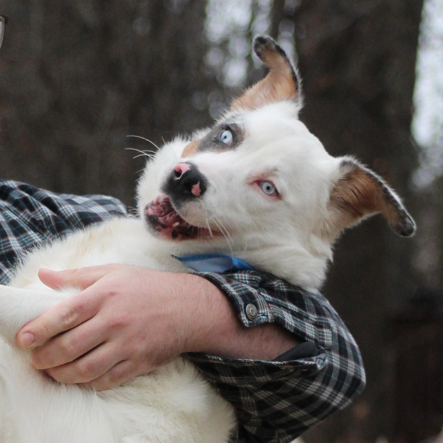 Dog for adoption - Poe, an Australian Shepherd in Lemont, IL | Petfinder