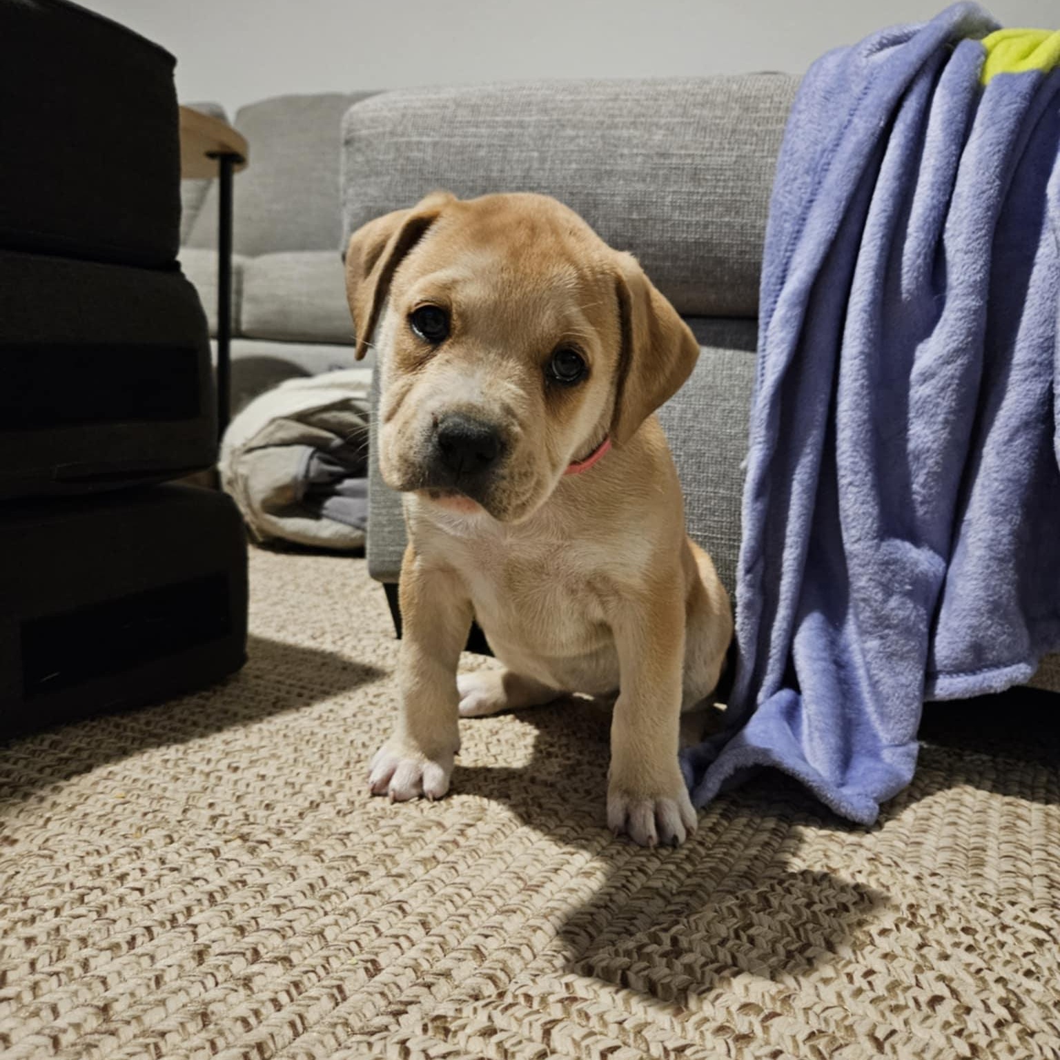 Dog for adoption - Rosie, a Carolina Dog Mix in Tukwila, WA | Petfinder