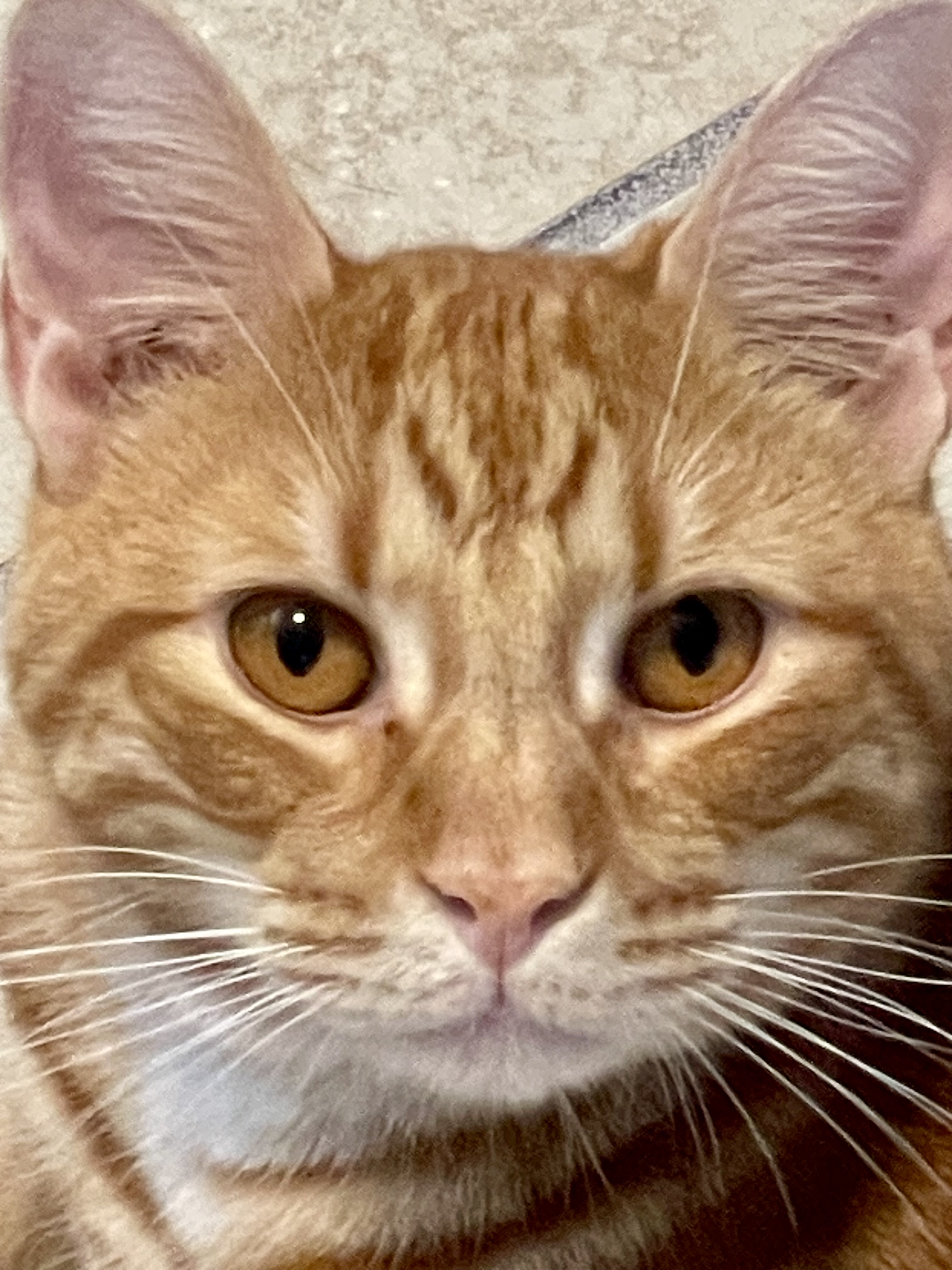 Available Cats - The A.R.K - Animal Recycling Kennel