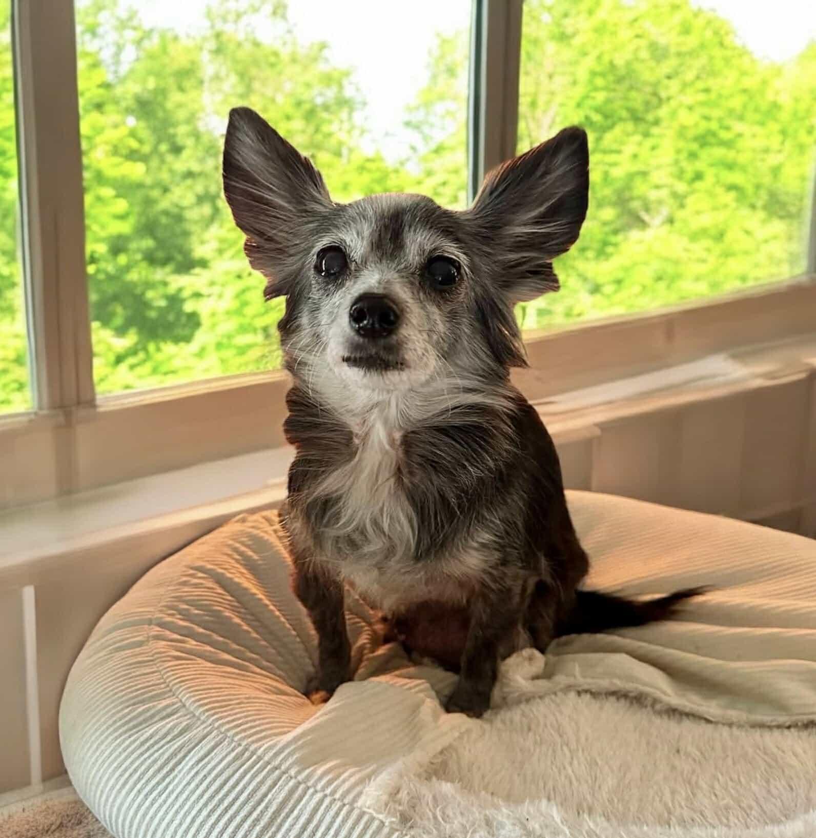 Dog for adoption - Tilly, a Chihuahua Mix in Minneapolis , MN | Petfinder