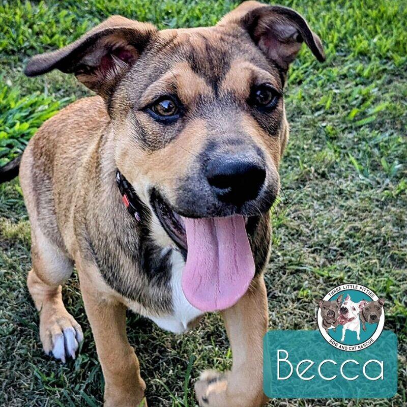 Dog for adoption - Becca Snugglecakes, a Pit Bull Terrier & Labrador ...