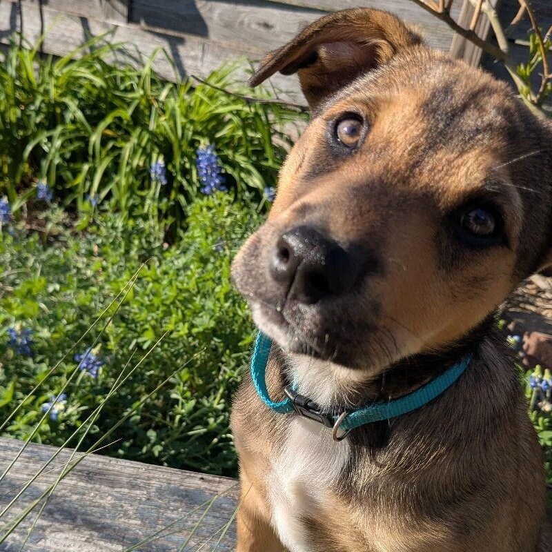 Dog for adoption - Becca Snugglecakes, a Pit Bull Terrier & Labrador ...