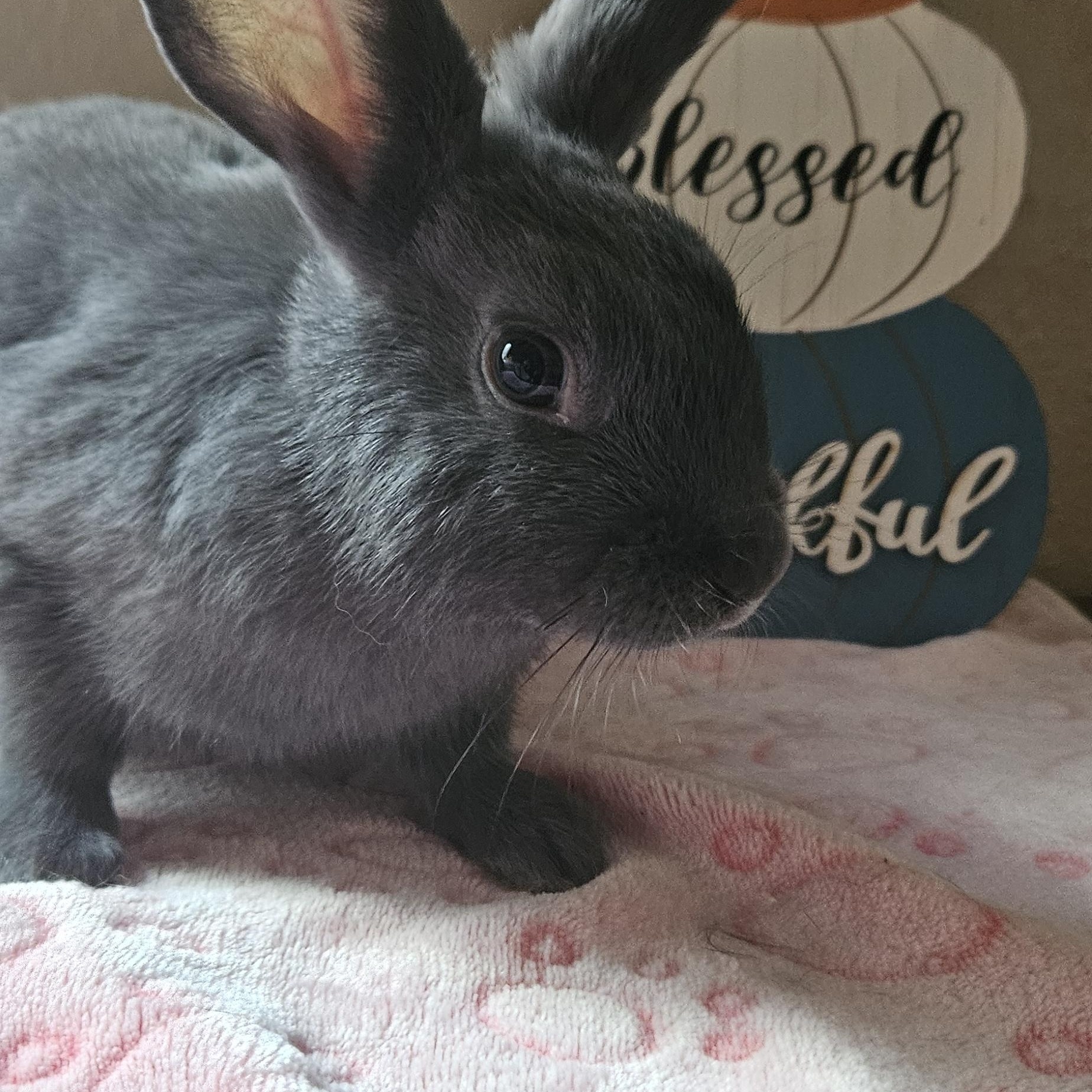 Rabbit for adoption - Misty, a Rex Mix in FOLEY, AL | Petfinder