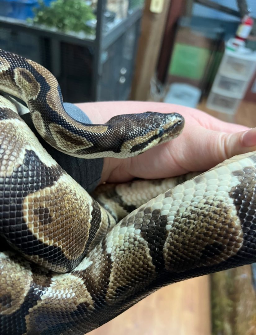 Snake for adoption - Glimmer, a Ball Python in Quilcene, WA | Petfinder