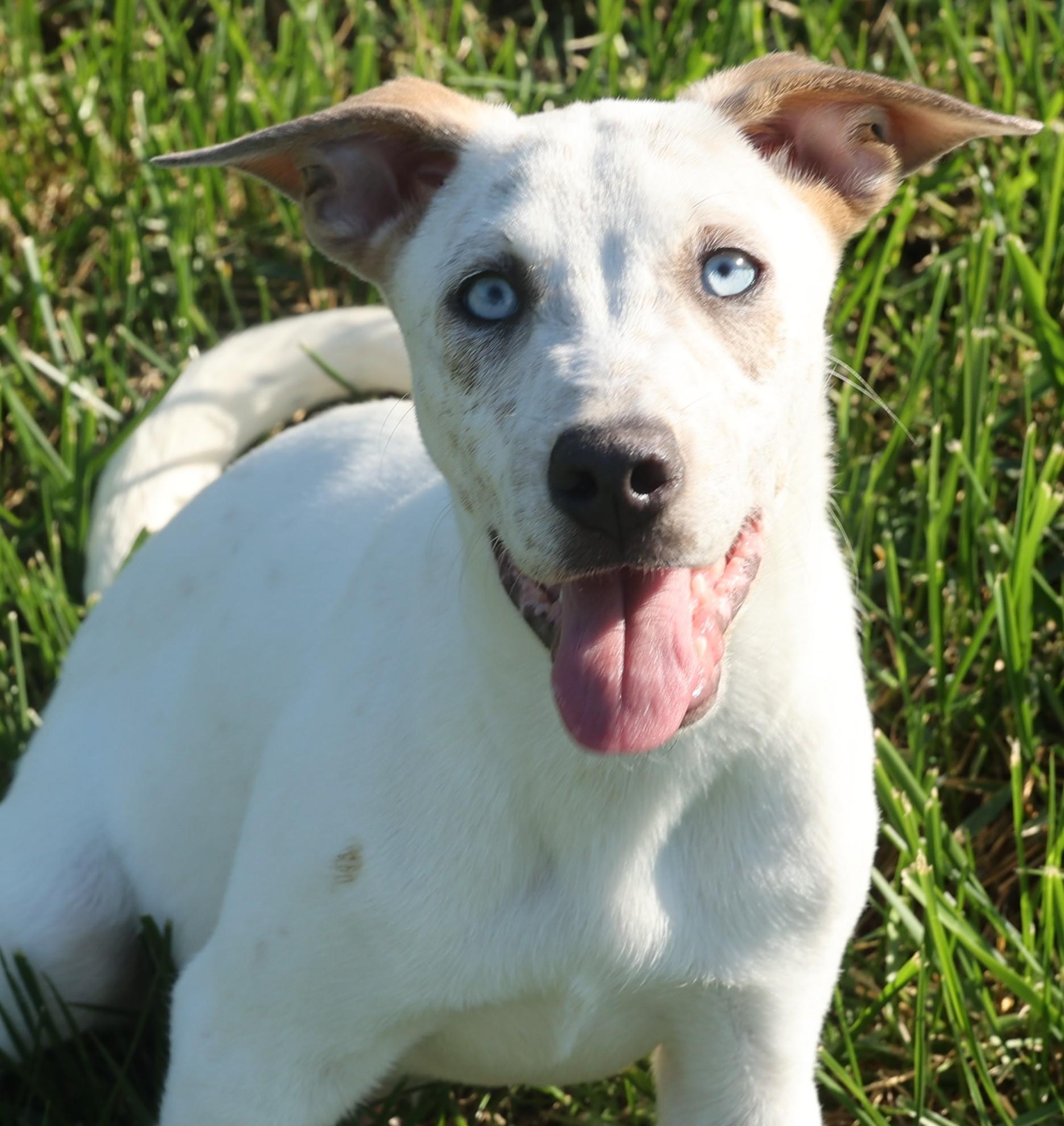 Dog for adoption - Remus-Available 11/16@Petsmart! www.lhar.dog to ...