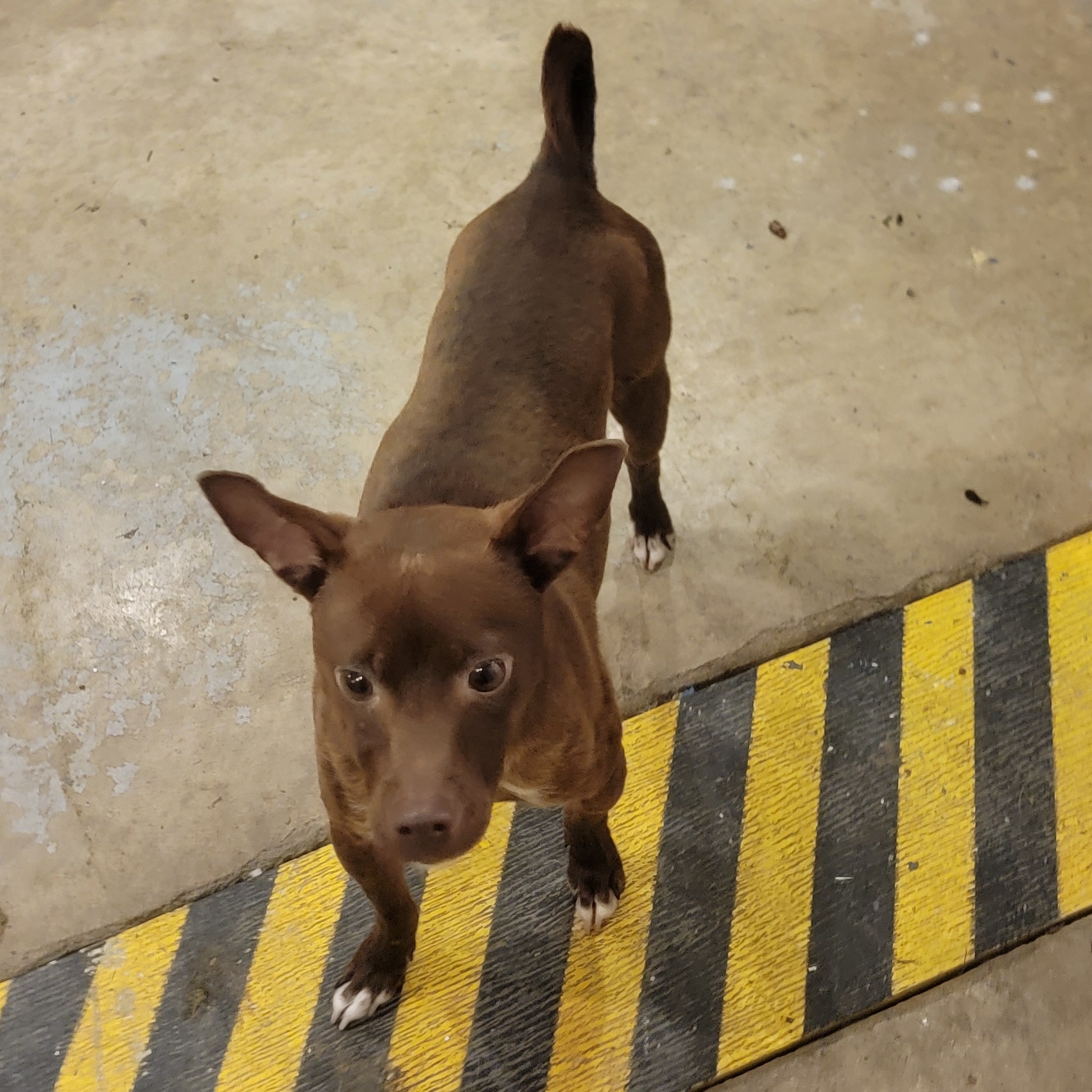 Dog For Adoption Bubba A Miniature Pinscher Chihuahua Mix In Van Dog For Adoption Bubba A Miniature Pinscher Chihuahua Mix In Van