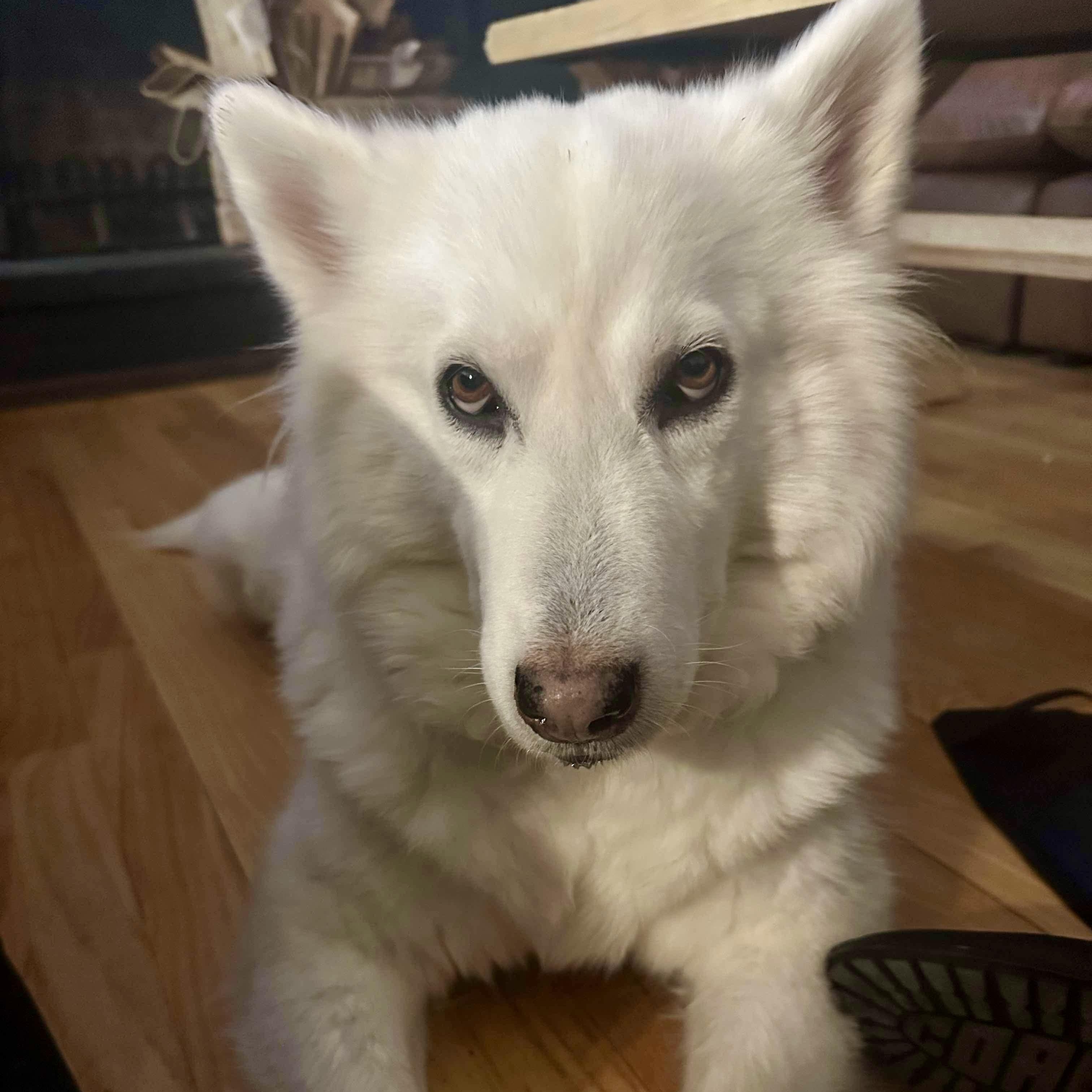 Dog for adoption - Leah, a White German Shepherd & Samoyed Mix in ...