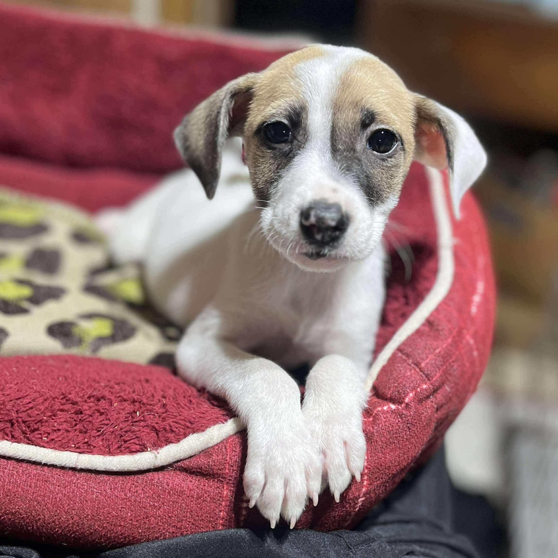 Dog for adoption - Kenzie, a Mountain Cur & Chihuahua Mix in Atlanta ...