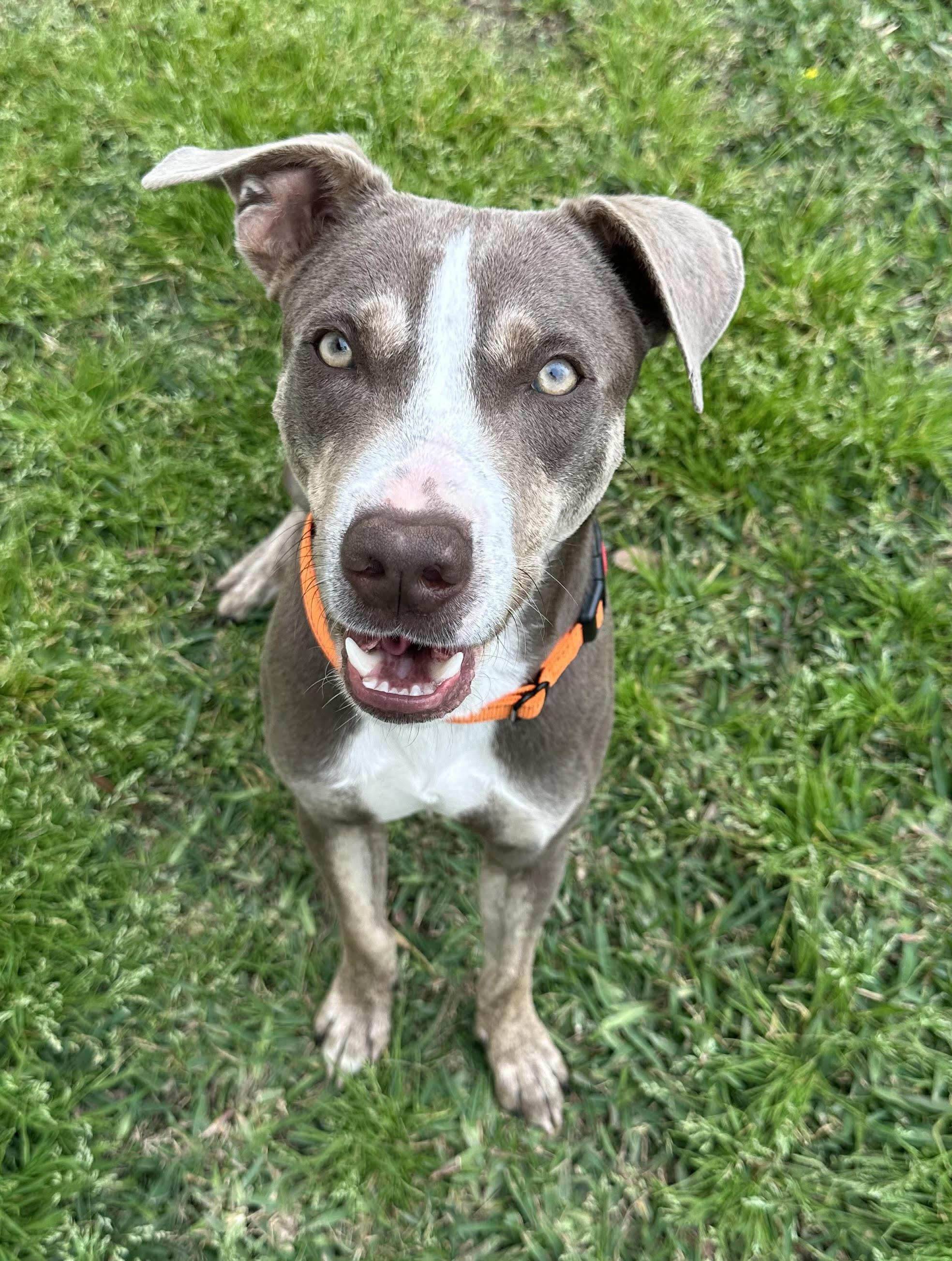 Dog for adoption - Chase the Heart Stealer, a Pit Bull Terrier ...