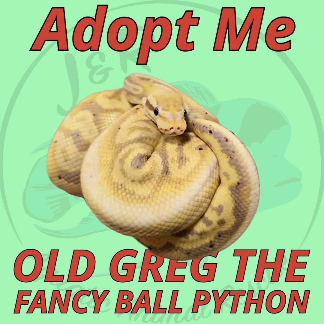 Snake for adoption - Old Greg the Fancy Ball Python, a Ball Python in ...