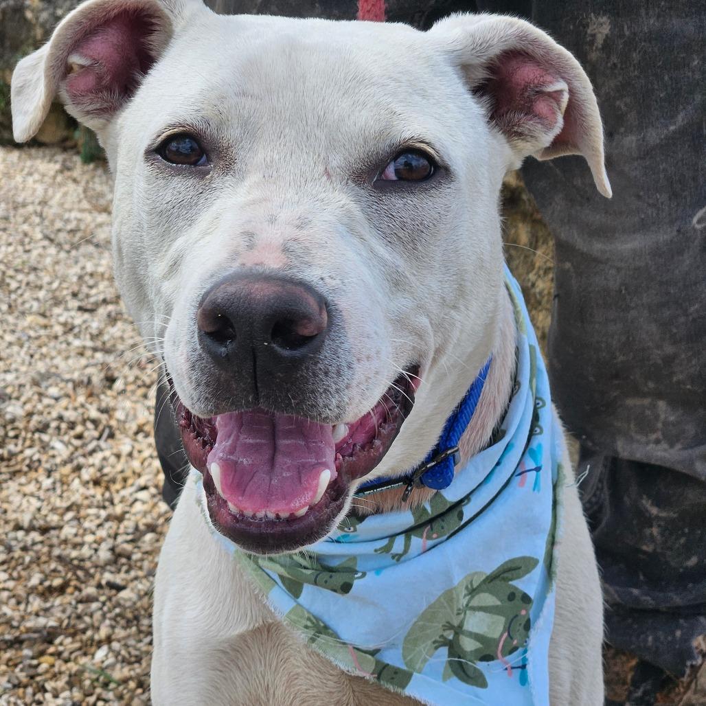 Dog for adoption - Loki FM, a Pit Bull Terrier & Labrador Retriever Mix ...