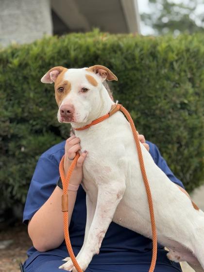 Dog for adoption - Buster, a Mixed Breed in Green Cove Springs, FL ...