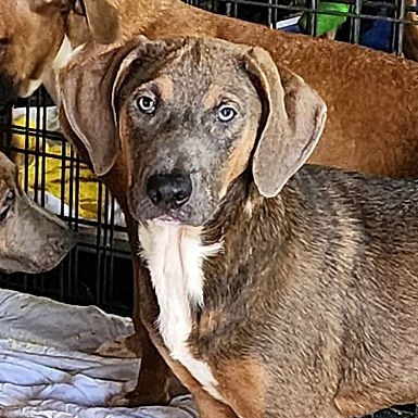 Dog for adoption - Buttercup, a Boxer & Weimaraner Mix in Watertown, CT ...