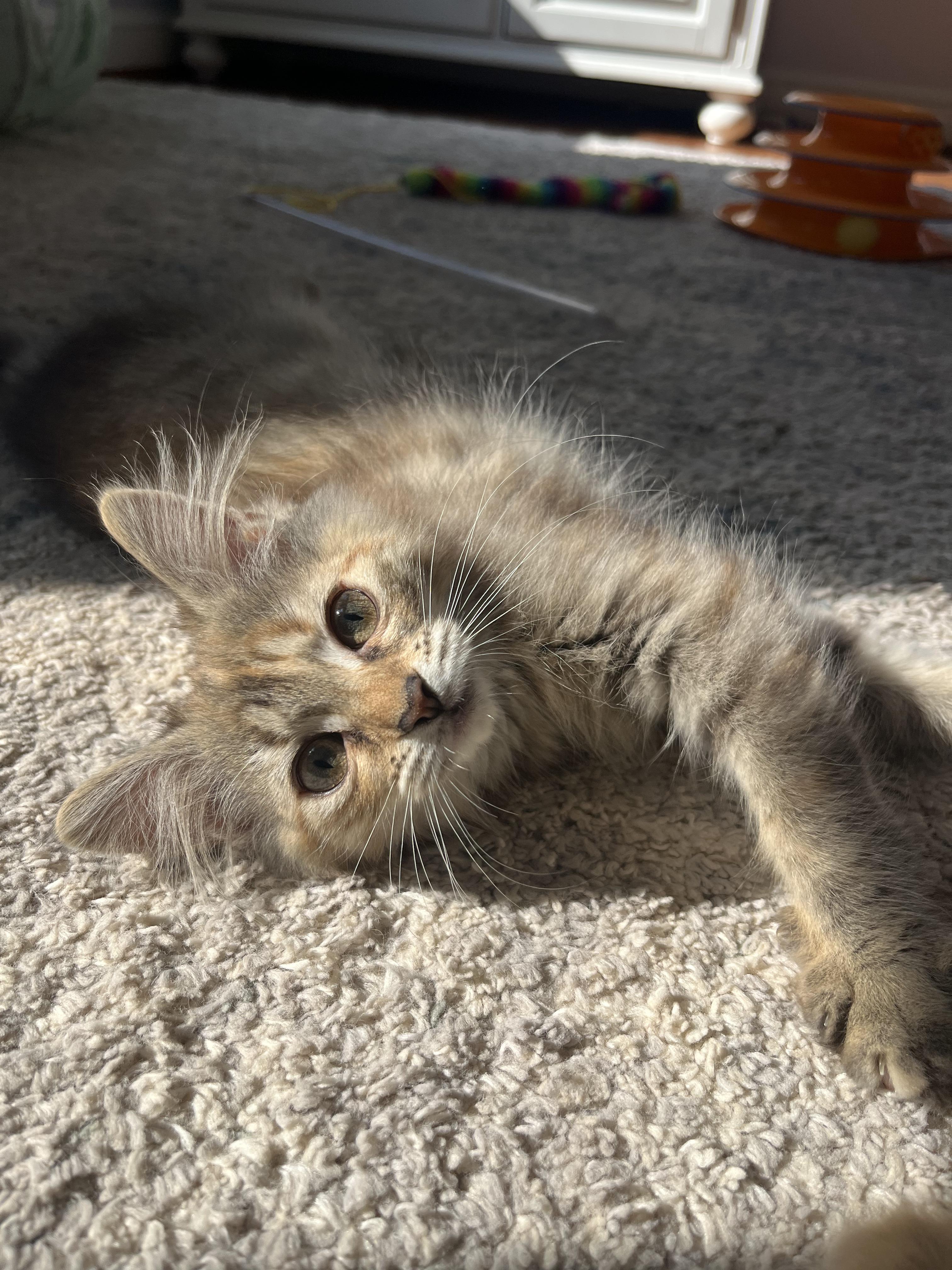 Cat for adoption - Island Kittens: Fiji, a Domestic Long Hair in ...