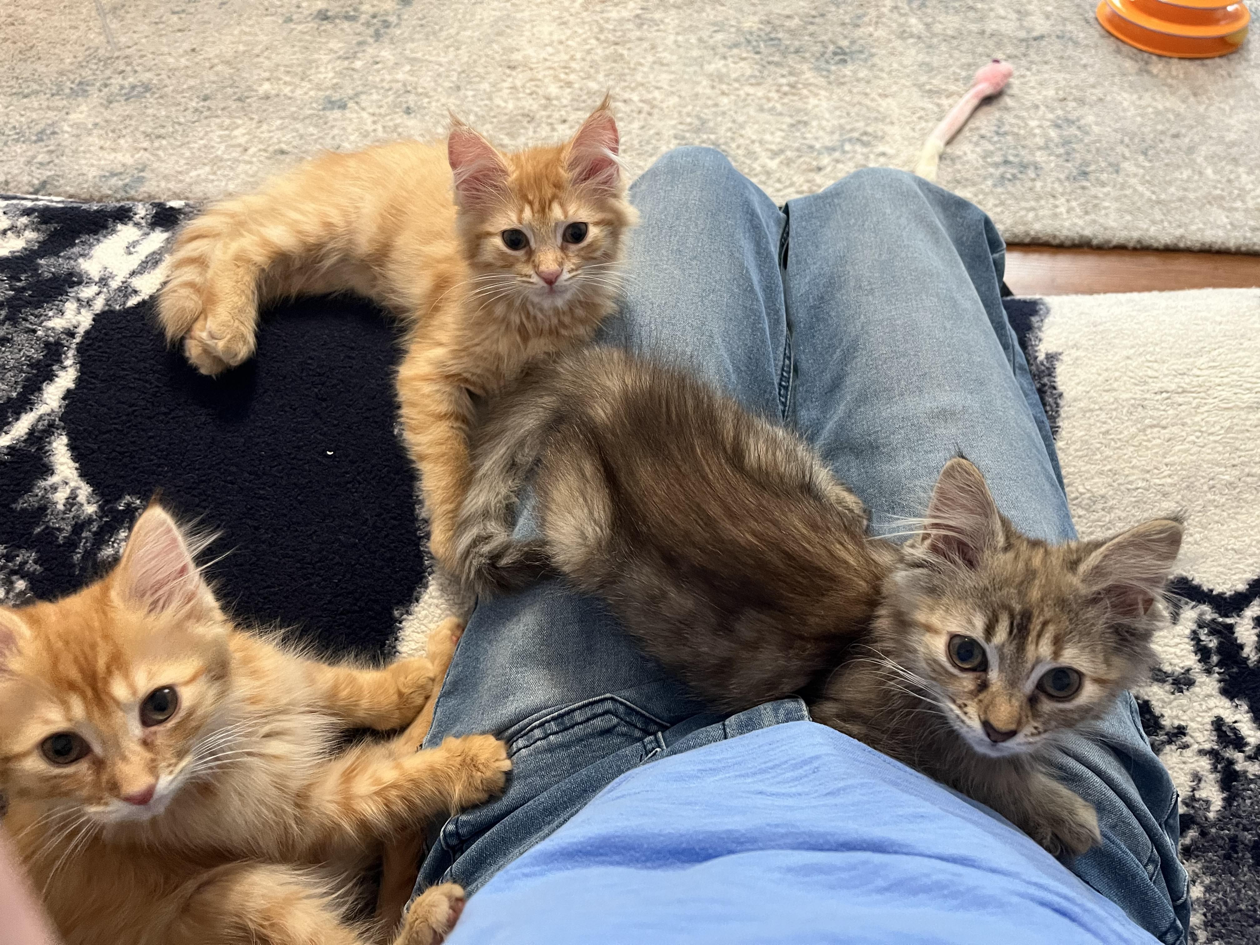 Cat for adoption - Island Kittens: Fiji, a Domestic Long Hair in ...