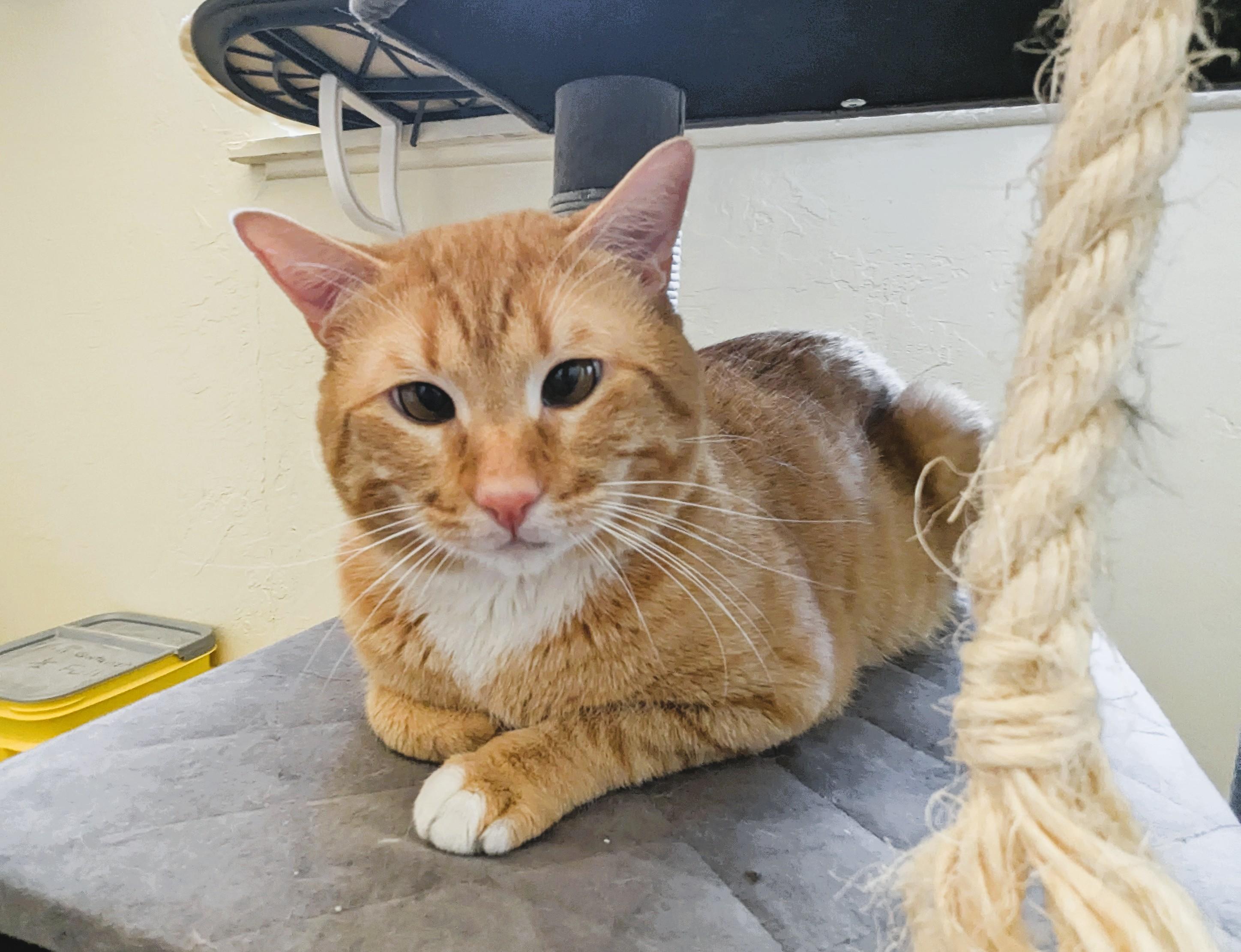 Cat for adoption - ARCHIE, a Domestic Short Hair in Prescott, AZ ...
