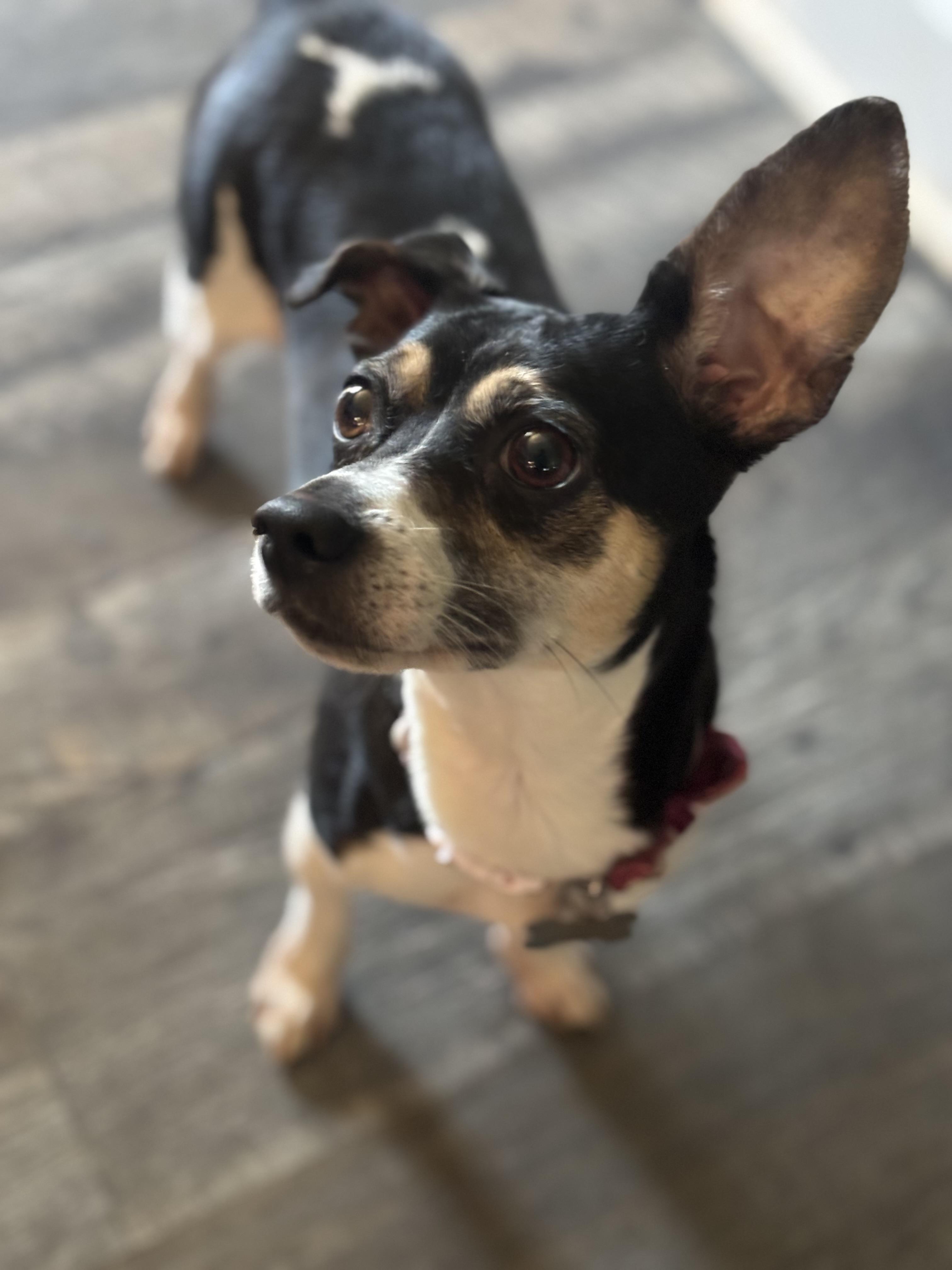 Dog for adoption - JuneBug, a Chihuahua & Rat Terrier Mix in Nashville ...