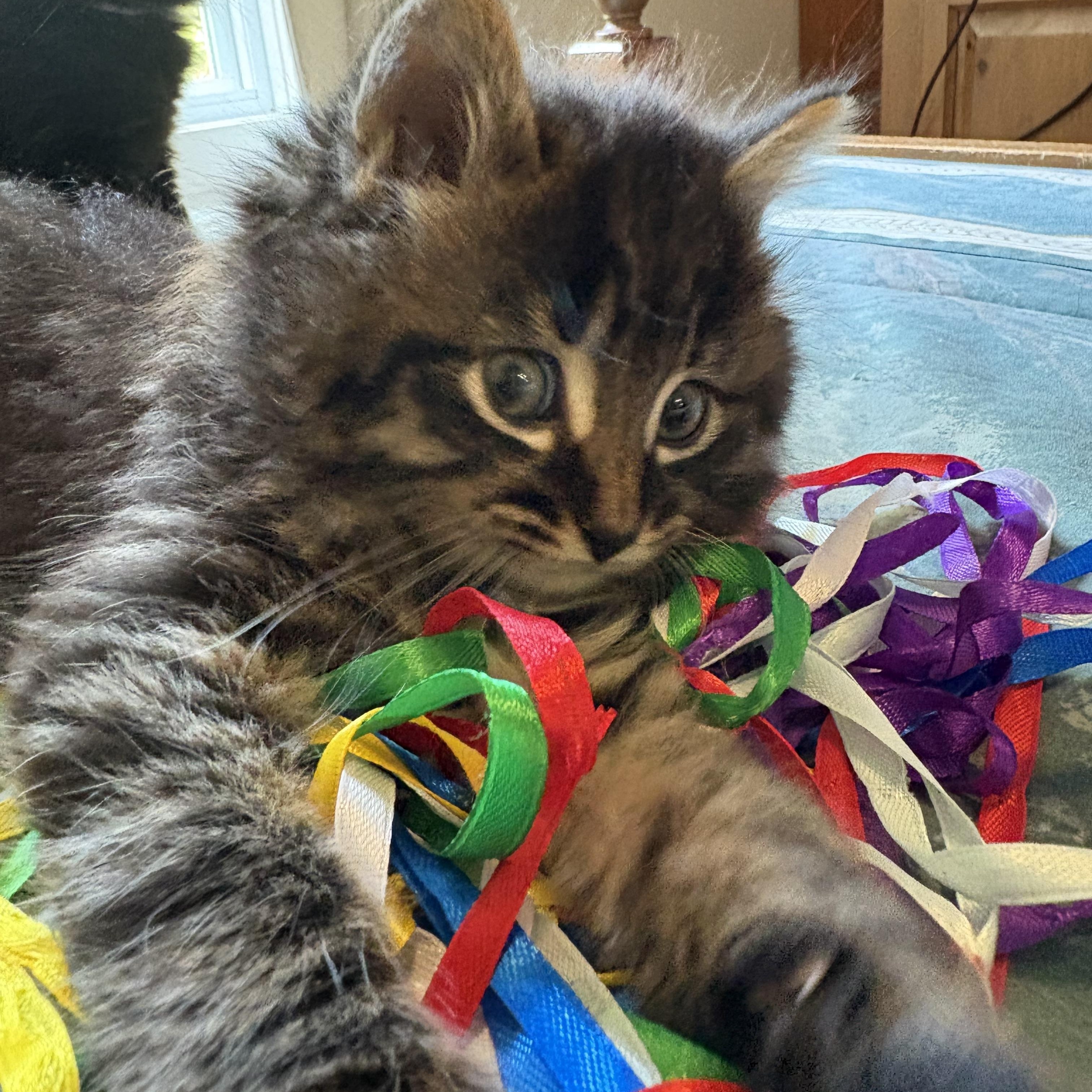 Cat for adoption - Colton, a Tabby in Stanstead, QC | Petfinder