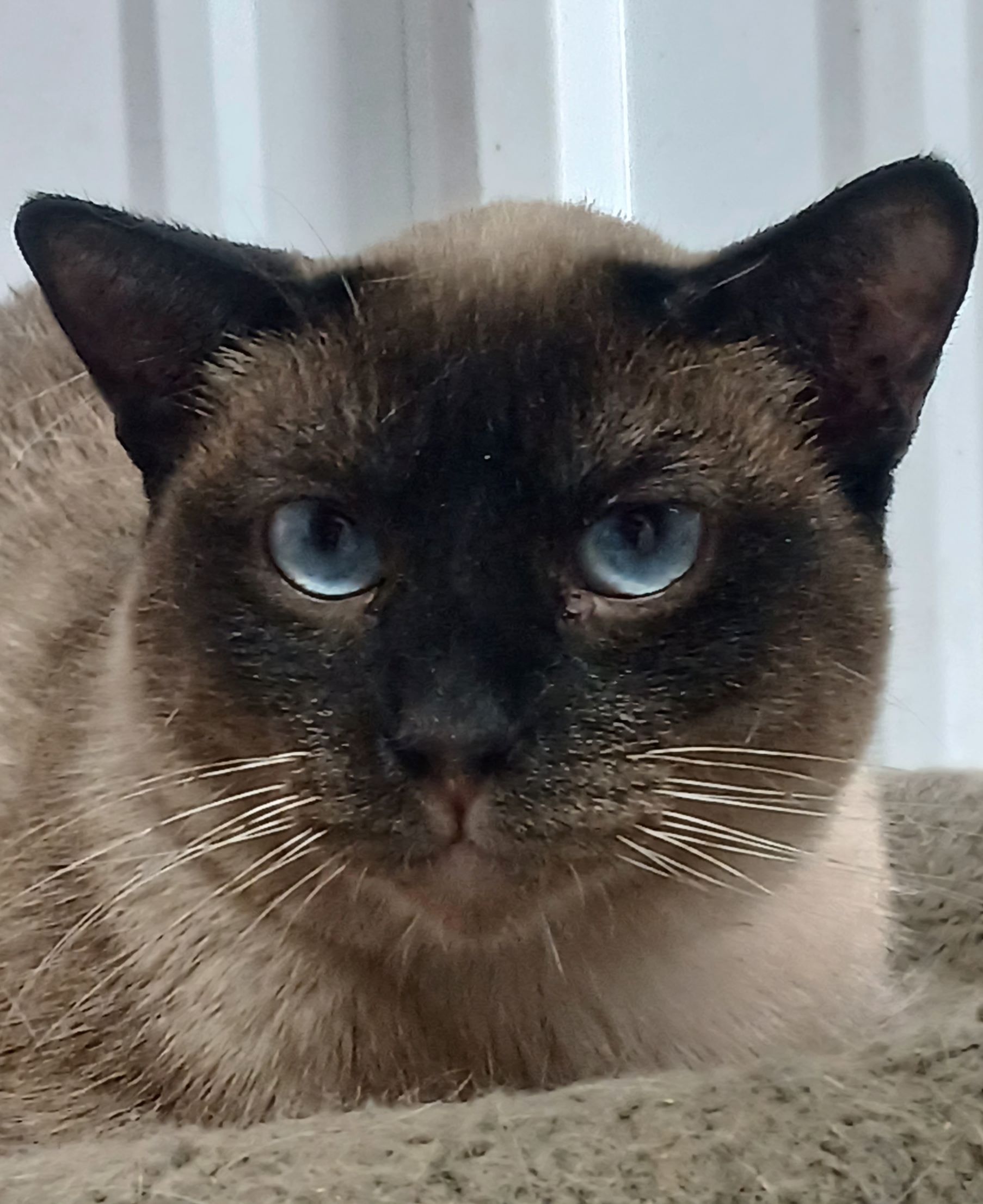 Cat for adoption - Dont Miss This Sale, a Siamese in Lees Summit, MO ...