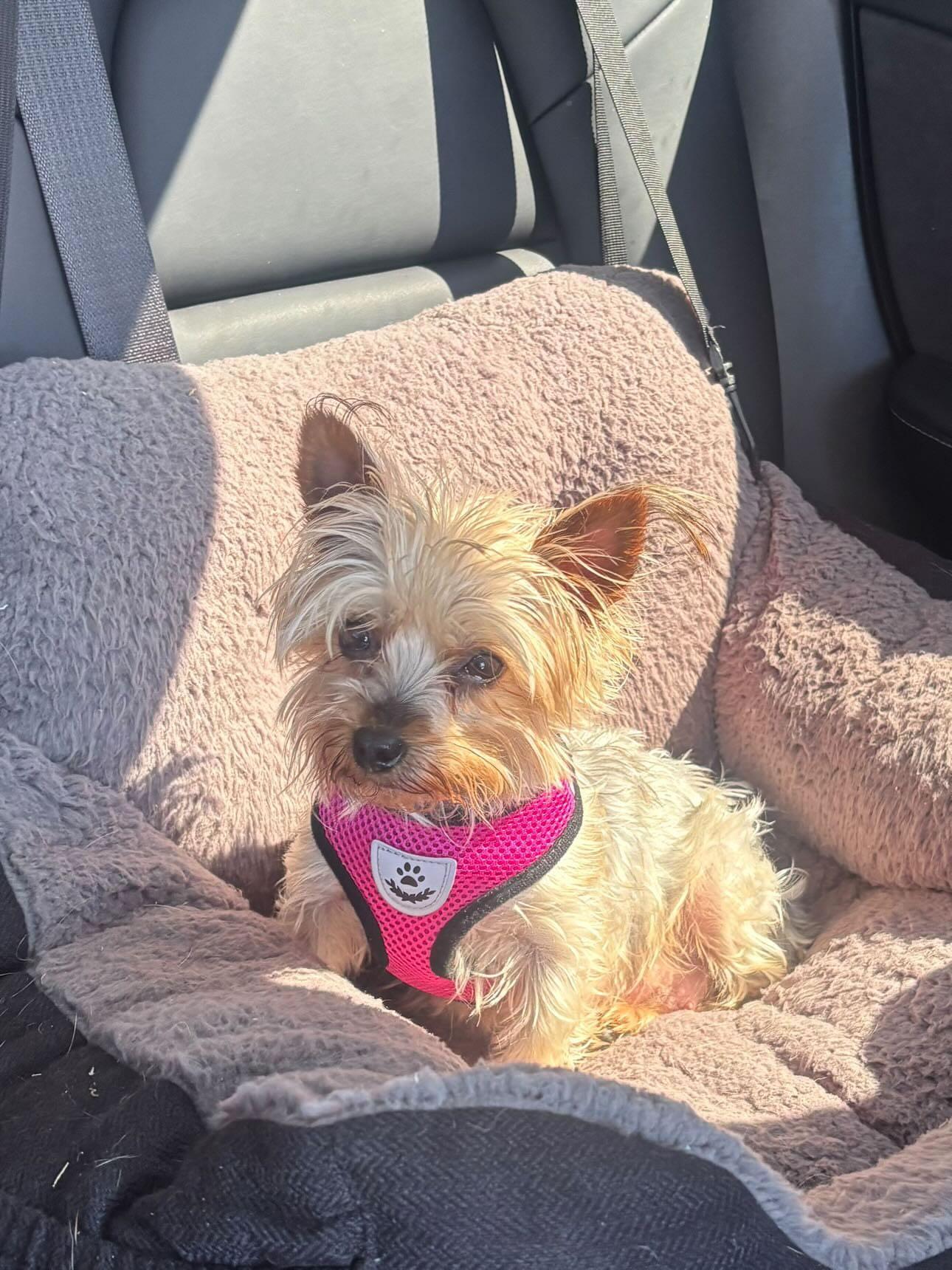Cleo - Adoptable Pet | Petfinder