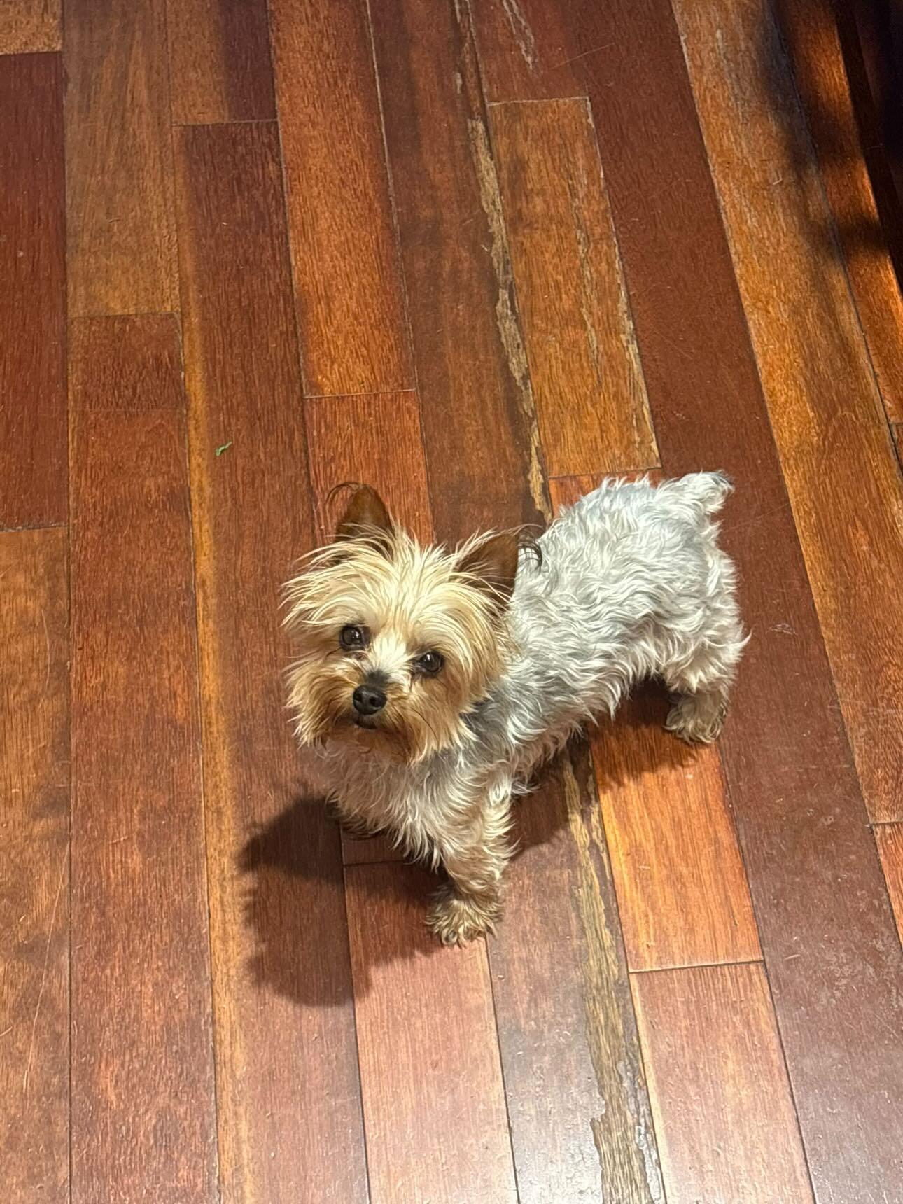 Cleo - Adoptable Pet | Petfinder