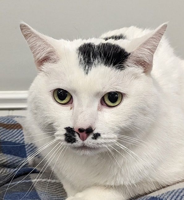 Cat for adoption - Kizmit, a Domestic Short Hair in Monroe, MI | Petfinder