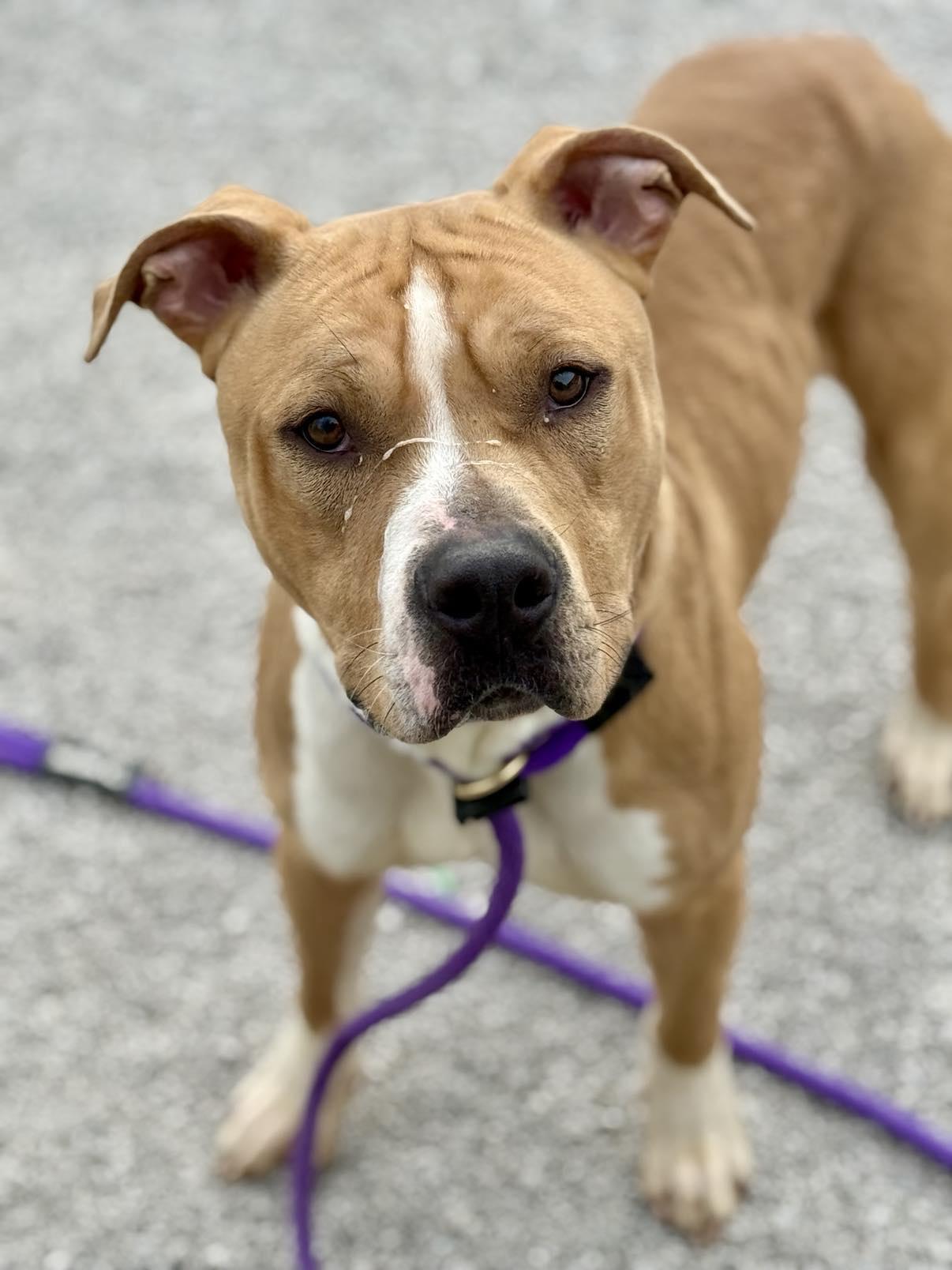 Dog for adoption - Obie, a Pit Bull Terrier Mix in Springfield, IL ...