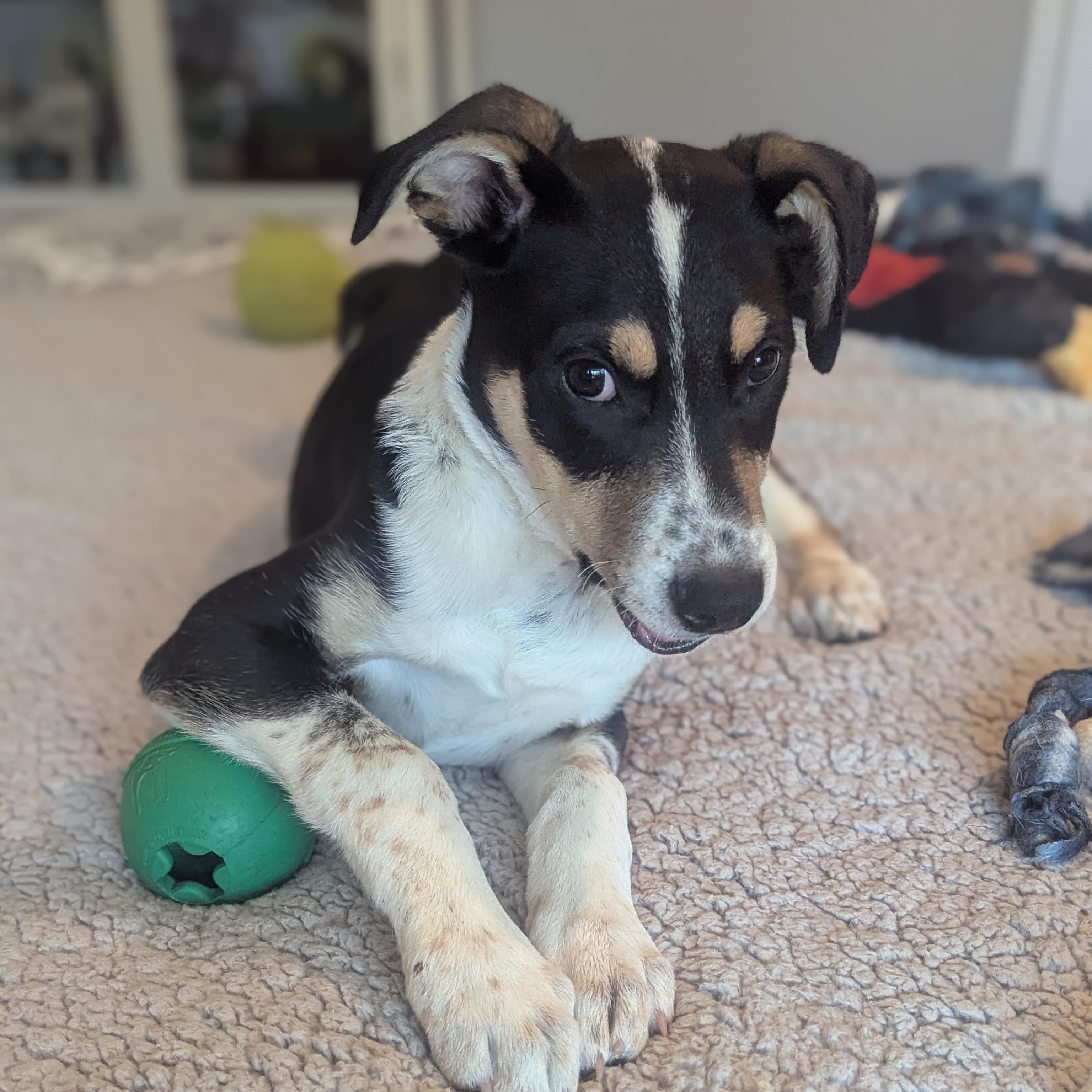 Dog for adoption - Kosmo, a Parson Russell Terrier & Jack Russell ...
