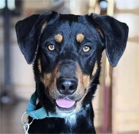 Dog for adoption - Buttercup, a German Shorthaired Pointer & Doberman ...