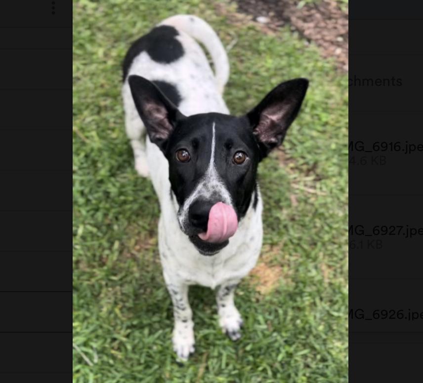 Dog for adoption - Goose, a Mixed Breed in Central Islip, NY | Petfinder