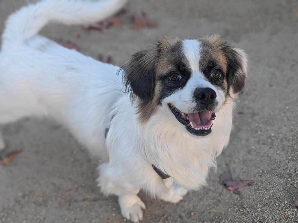 Dog for adoption - Rocket, a Pekingese & Corgi Mix in Orange, CA ...