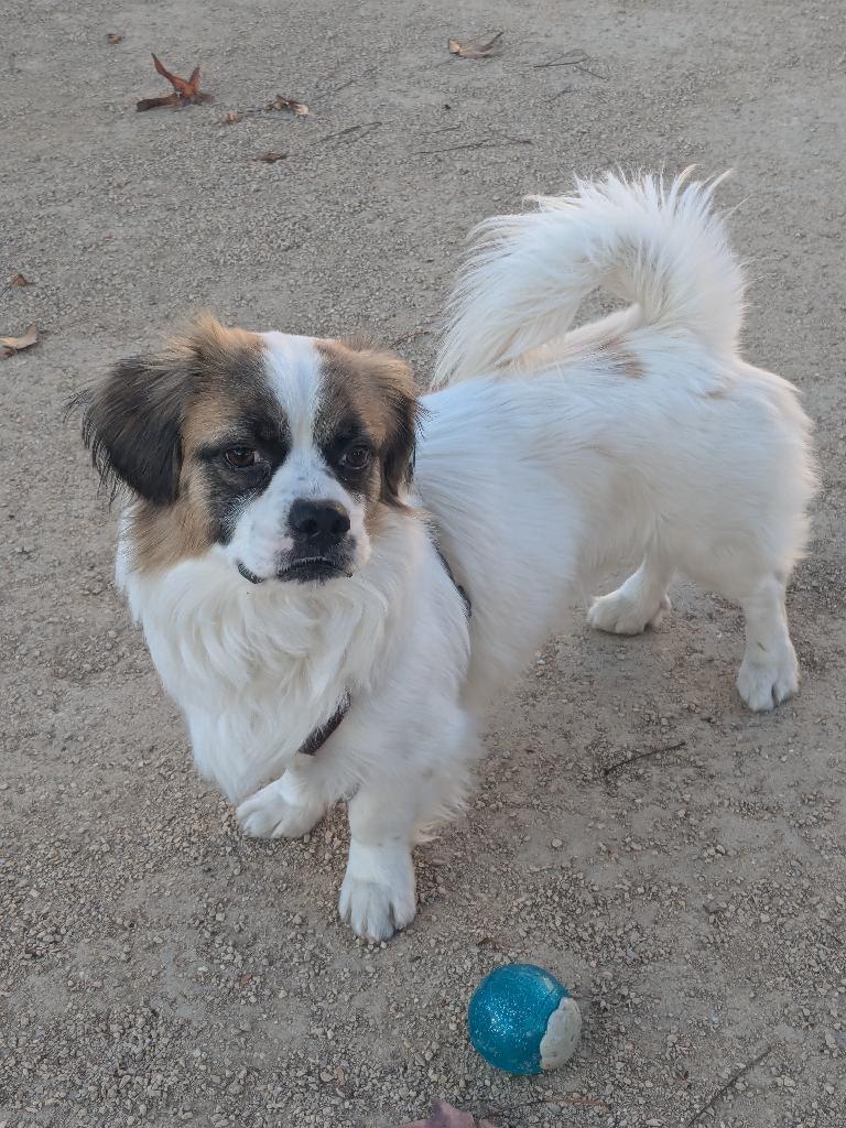 Dog for adoption - Rocket, a Pekingese & Corgi Mix in Orange, CA ...