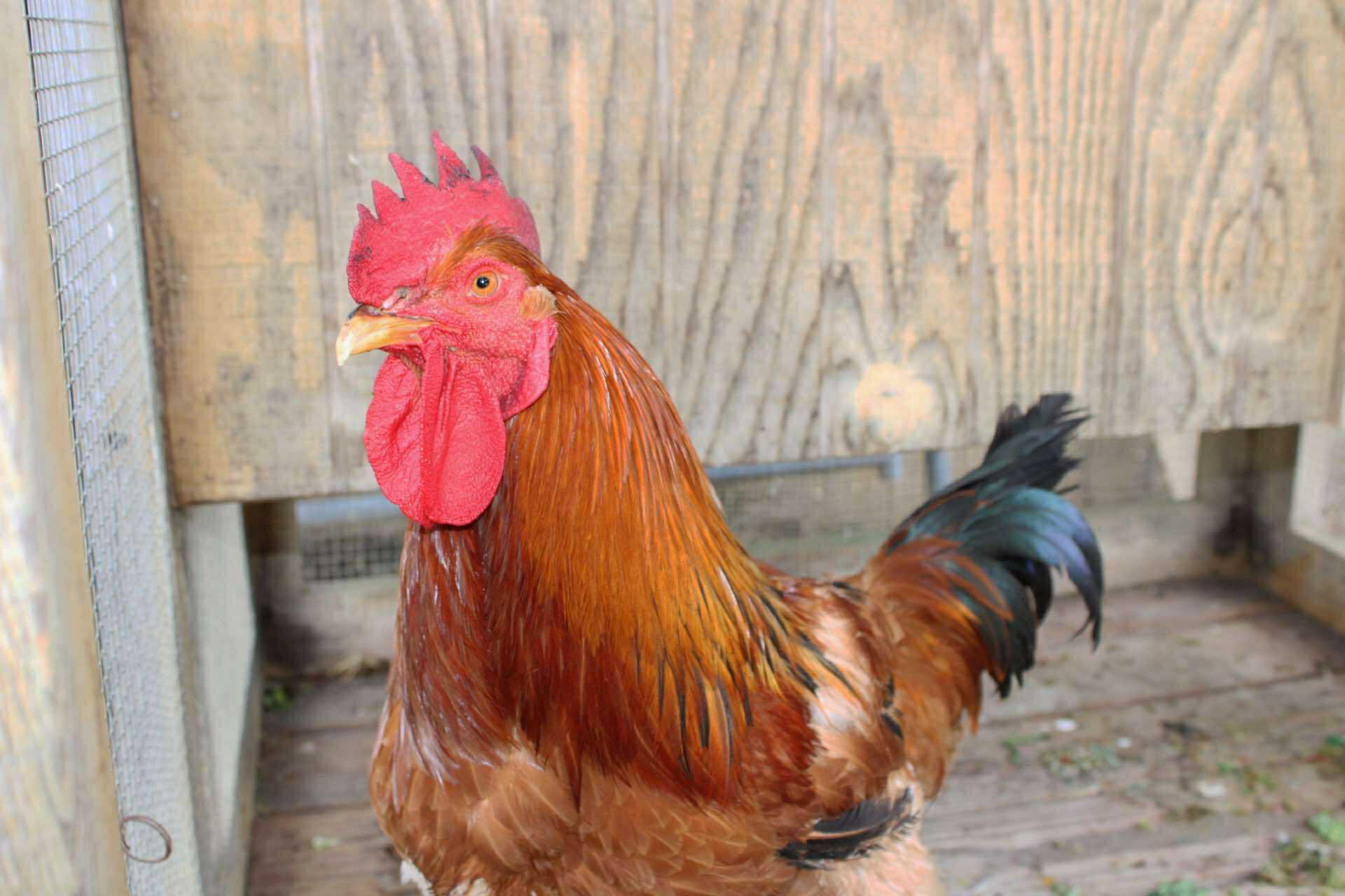 Chicken for adoption - Stompers, a Chicken in Indian Trail, NC | Petfinder