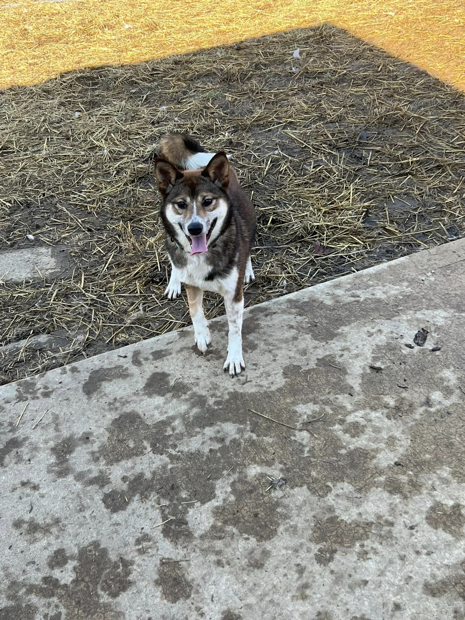 Dog for adoption - Fawn, a Shiba Inu in Jonesburg, MO | Petfinder