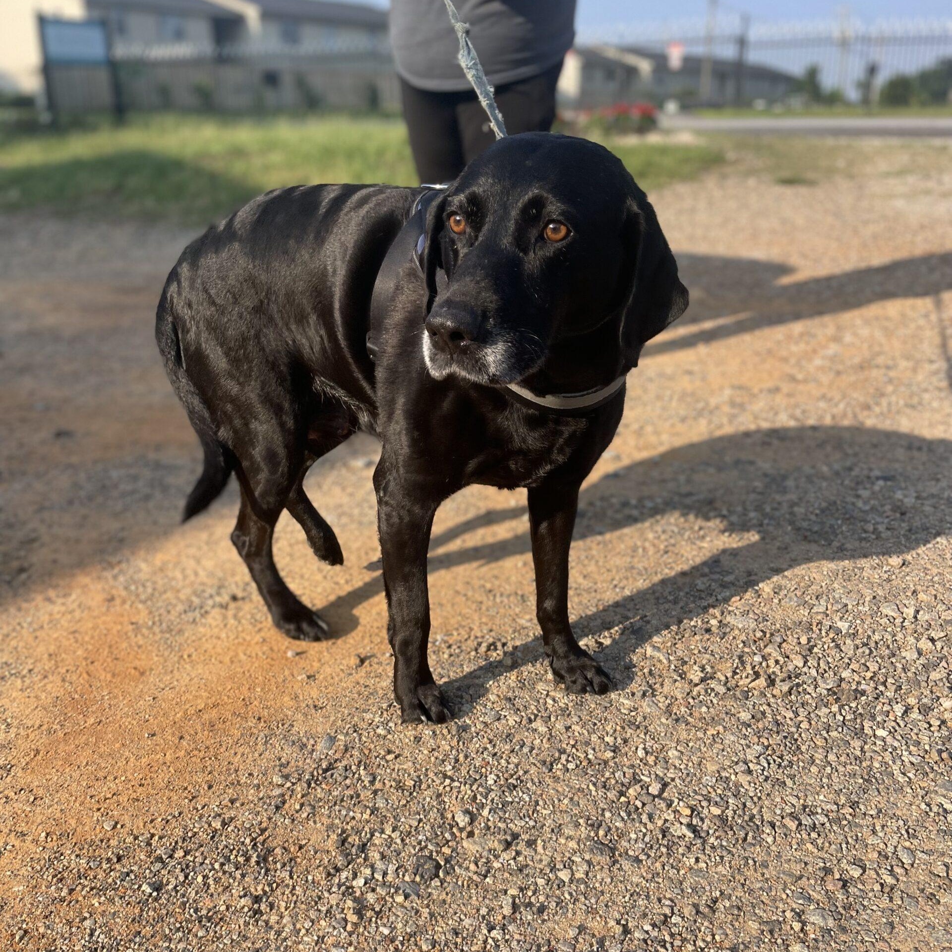 Dog for adoption - Chatter, a Labrador Retriever Mix in Frederick , MD ...