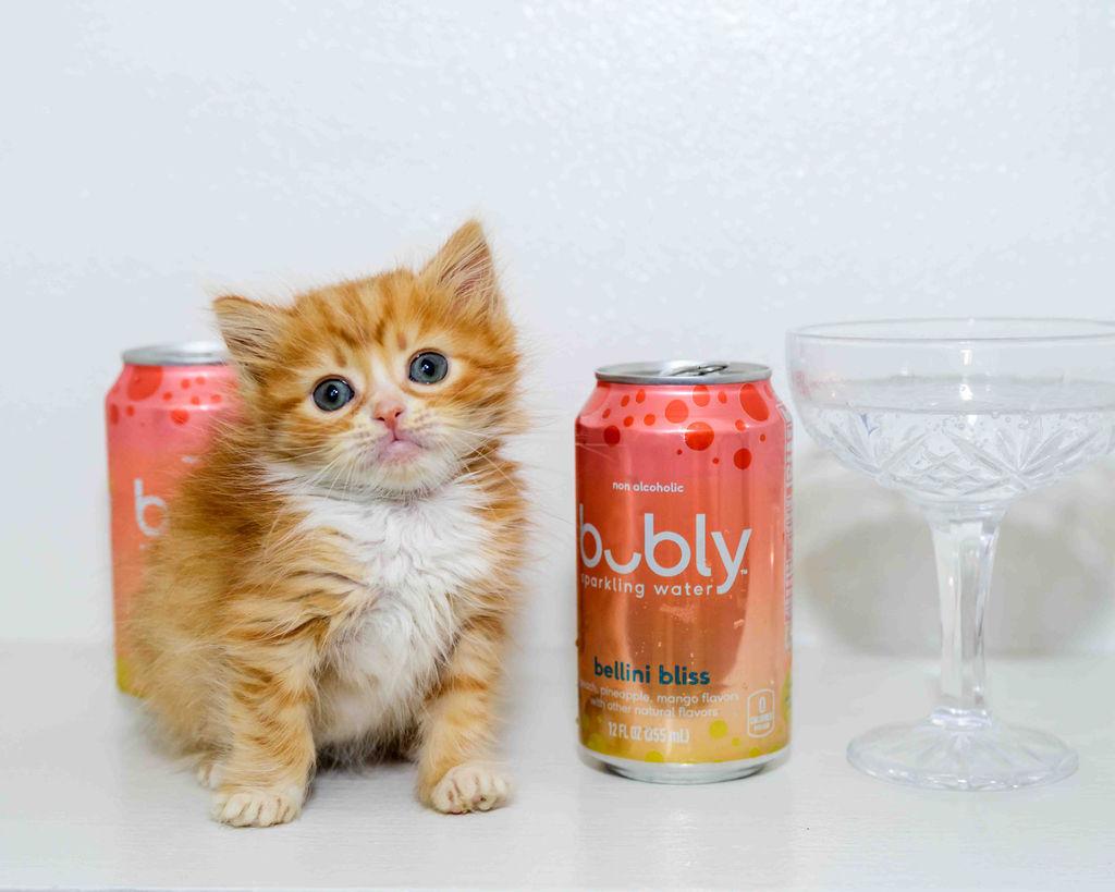 Cat for adoption - Bubly - Pre Adopt, a Domestic Long Hair in Jefferson, LA | Petfinder