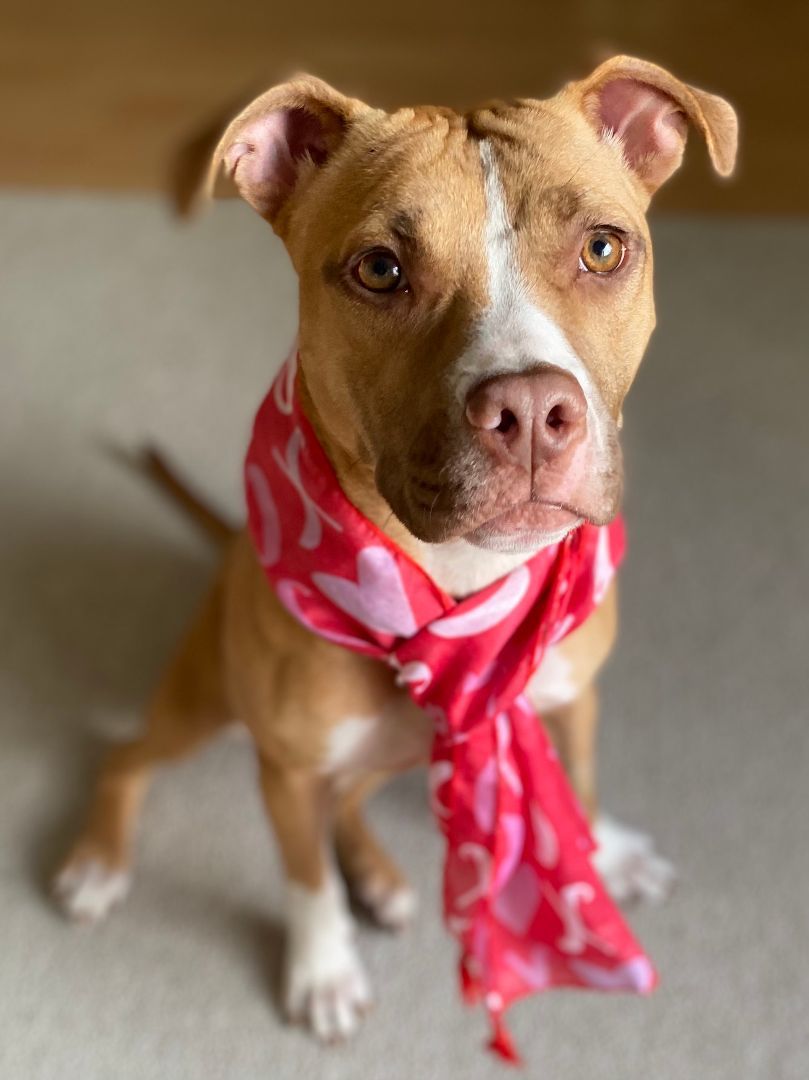Dog for adoption - Butters - the Pocket Pitty, an American ...