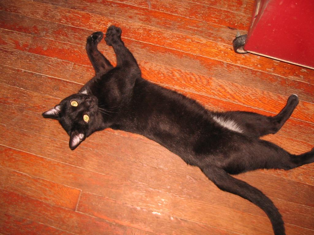 Cat for adoption - Graphite, an Extra-Toes Cat / Hemingway Polydactyl ...